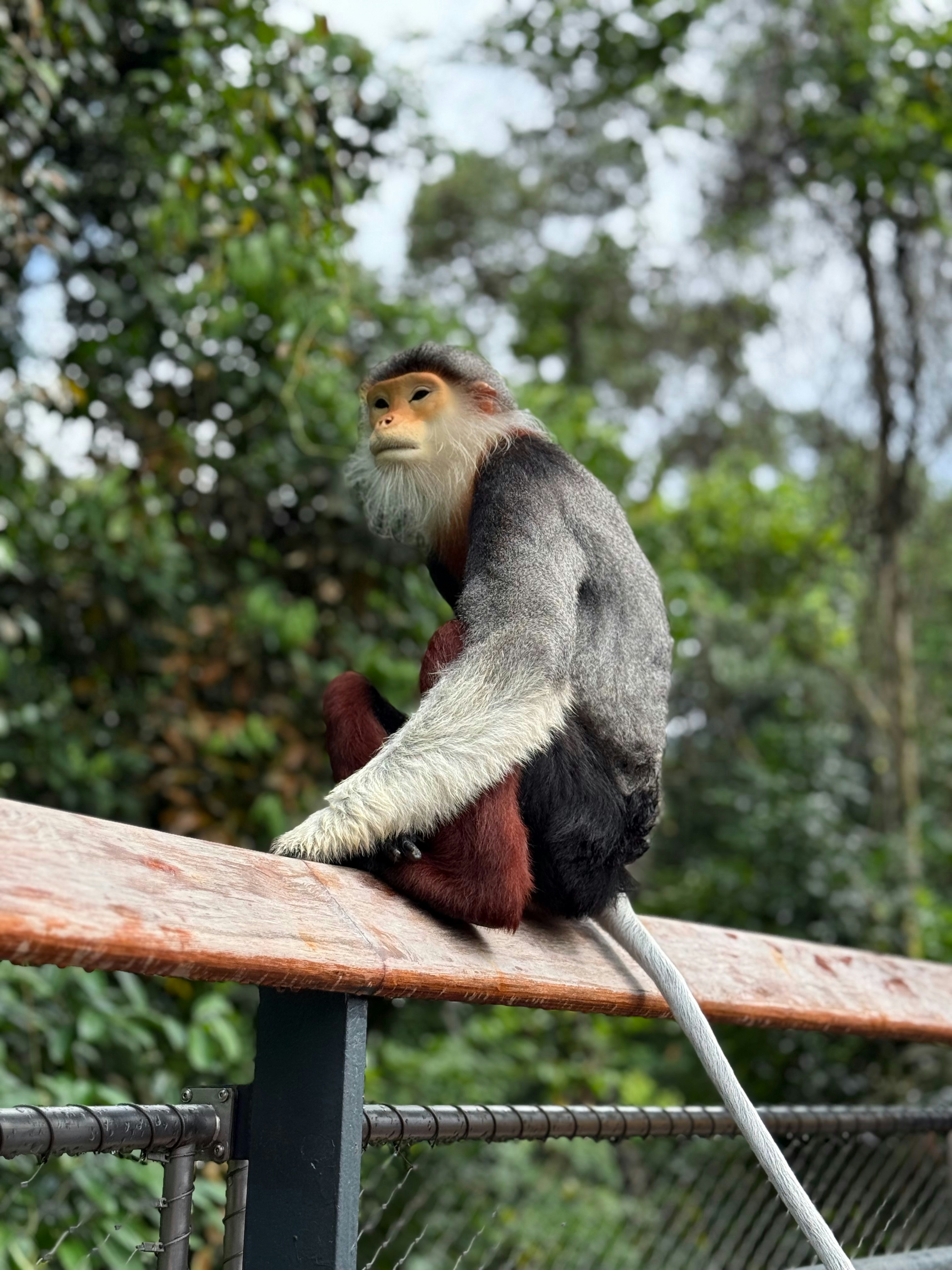 A Moment of Reflection: The Pensive Primate