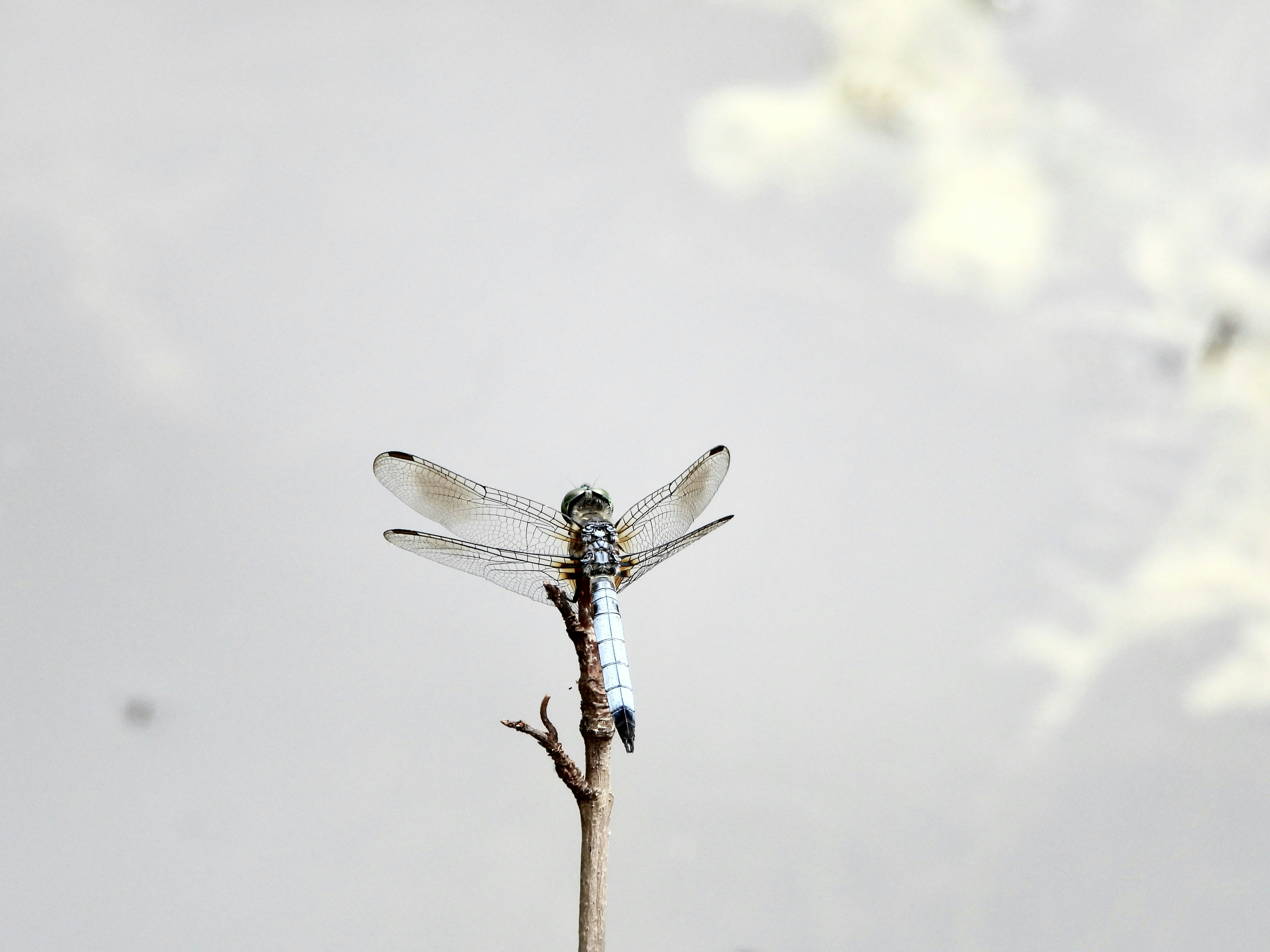 blue dragonfly perched on stick | Dragonfly perched on a dry twig against light background
