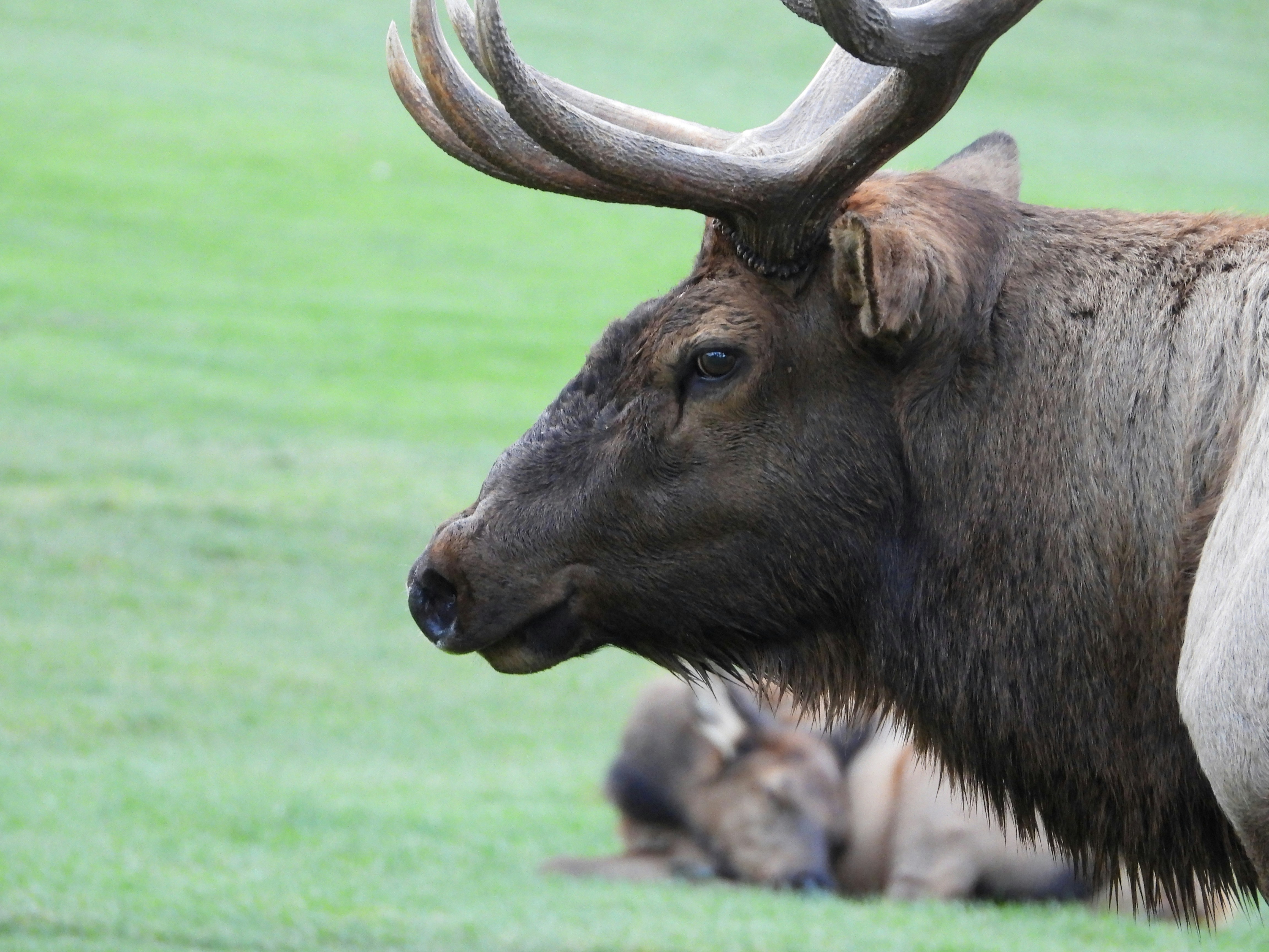 Majestic Presence: The Elk's Serene Gaze