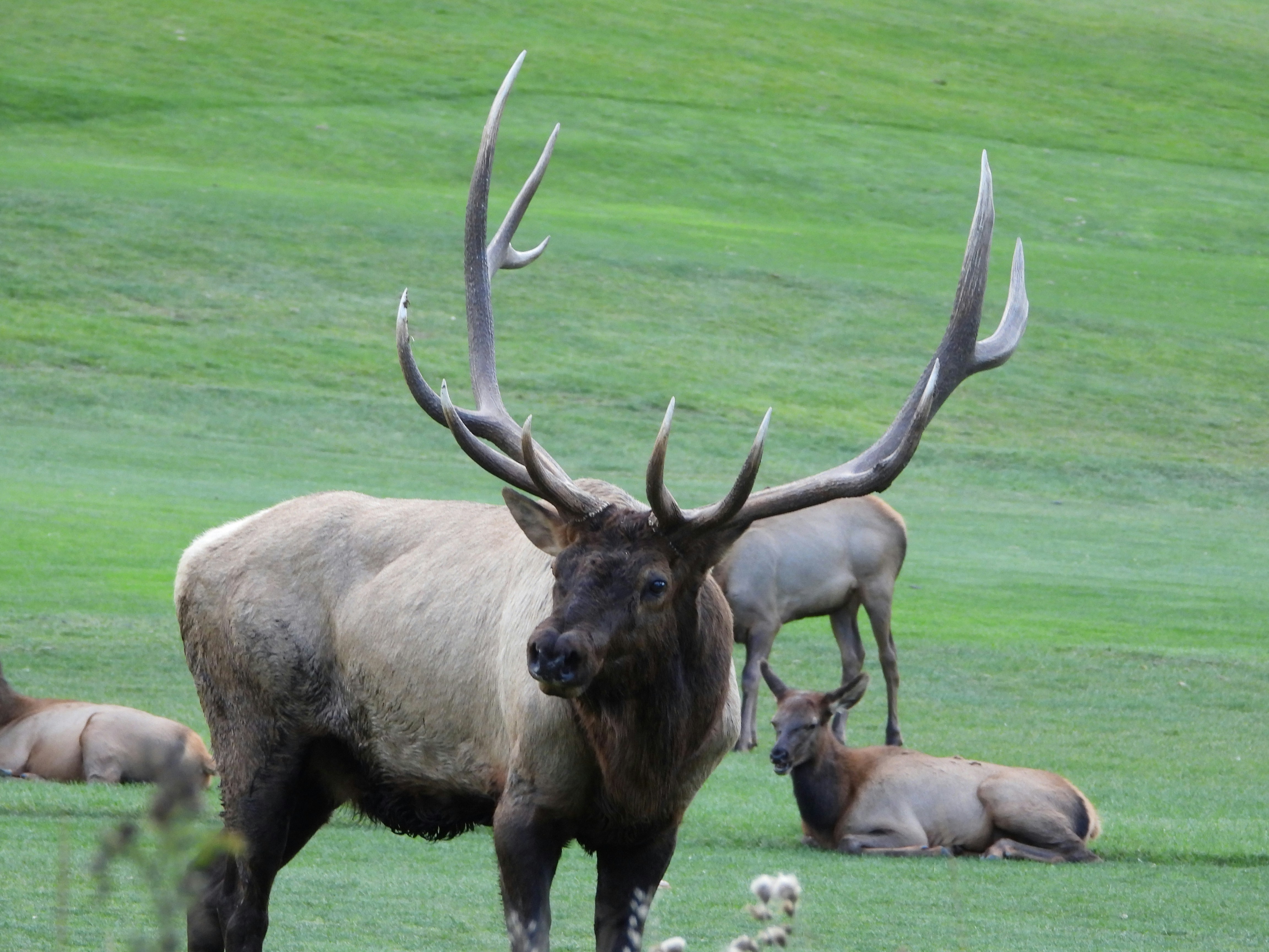 A large bull elk with impressive antlers stands proudly.