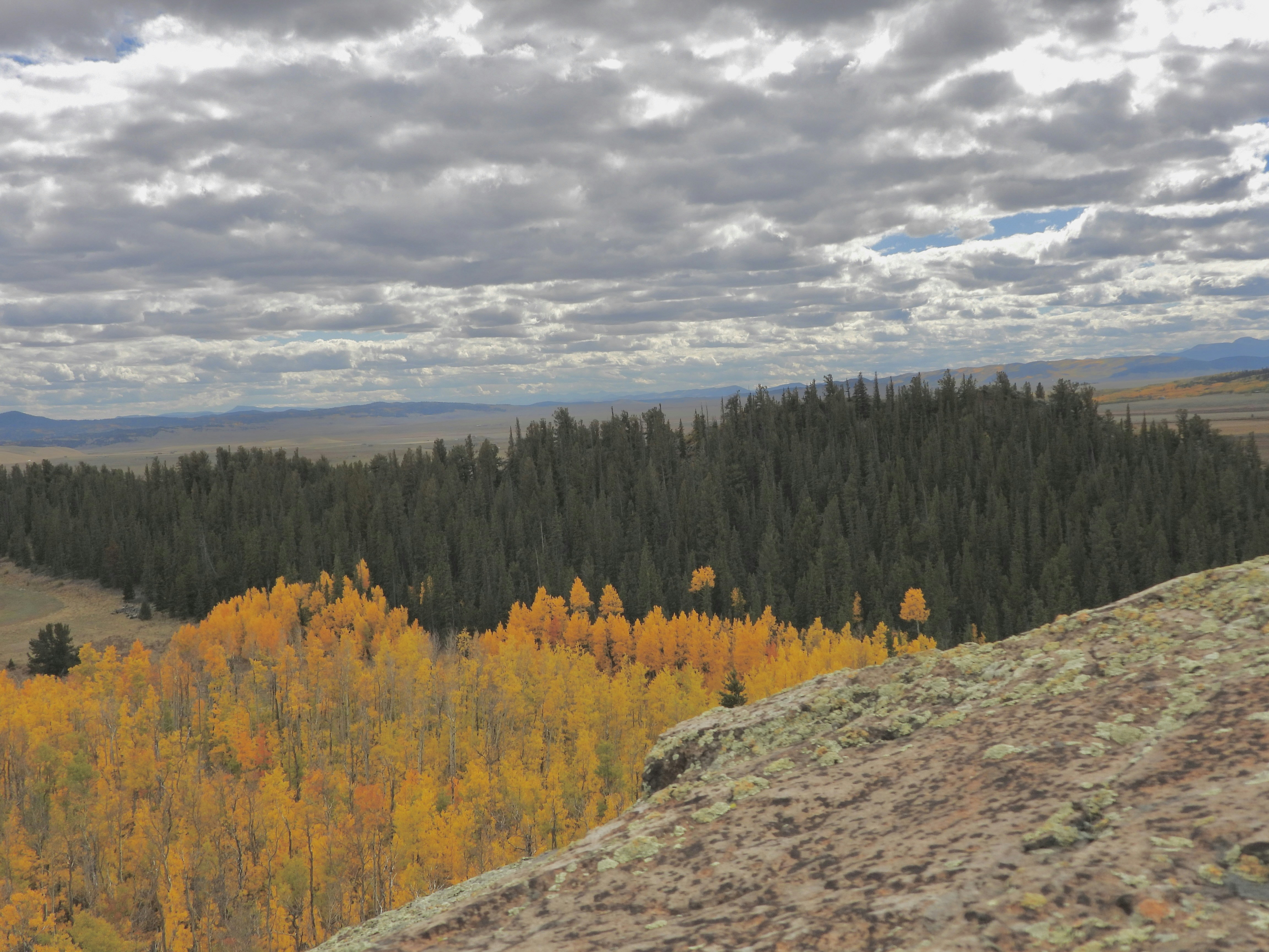 Vibrant aspen trees in golden hues contrast with a backdrop of dense evergreen forest under a cloudy sky.