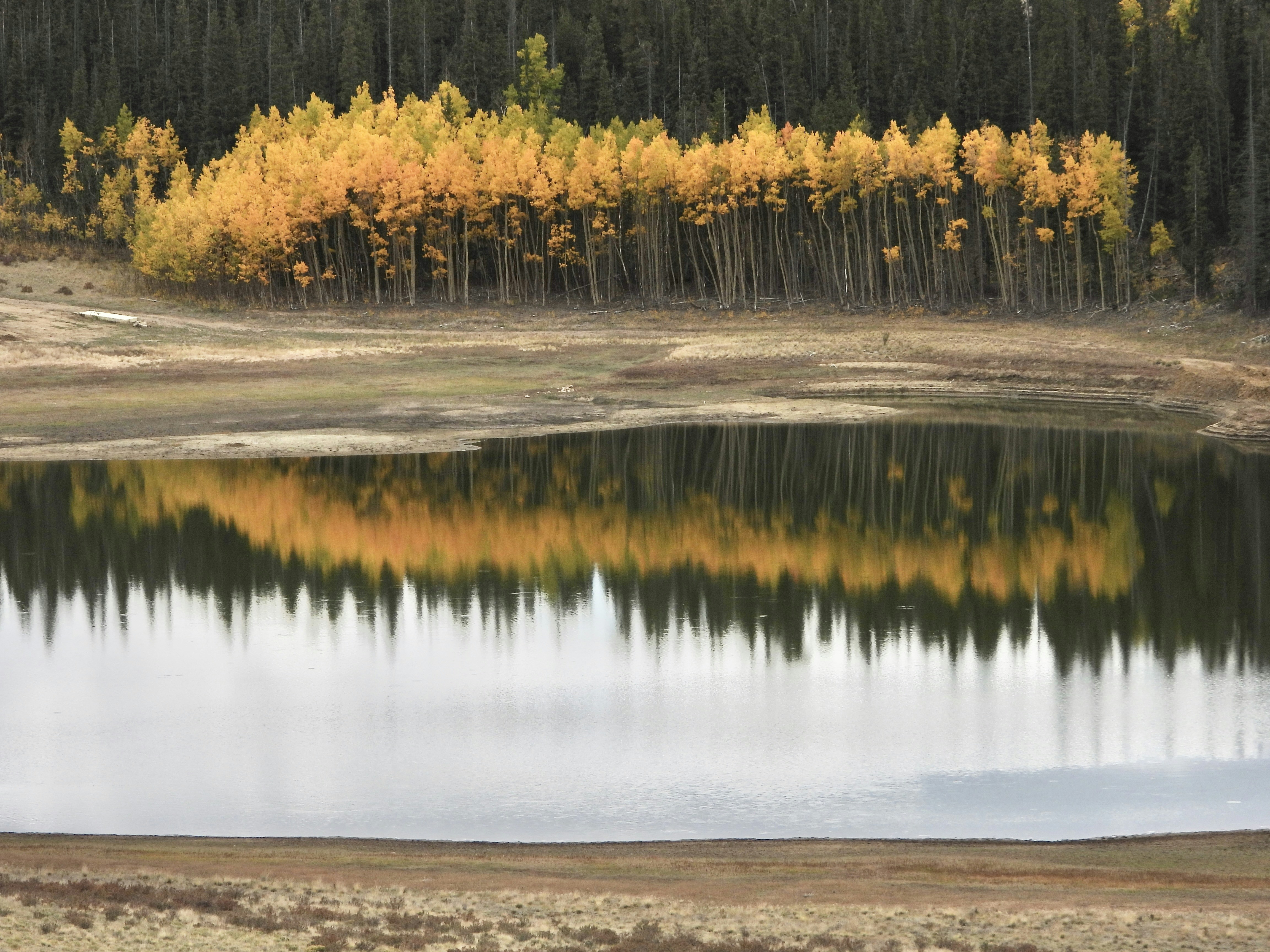 Golden Aspens Mirror the Quiet Lake