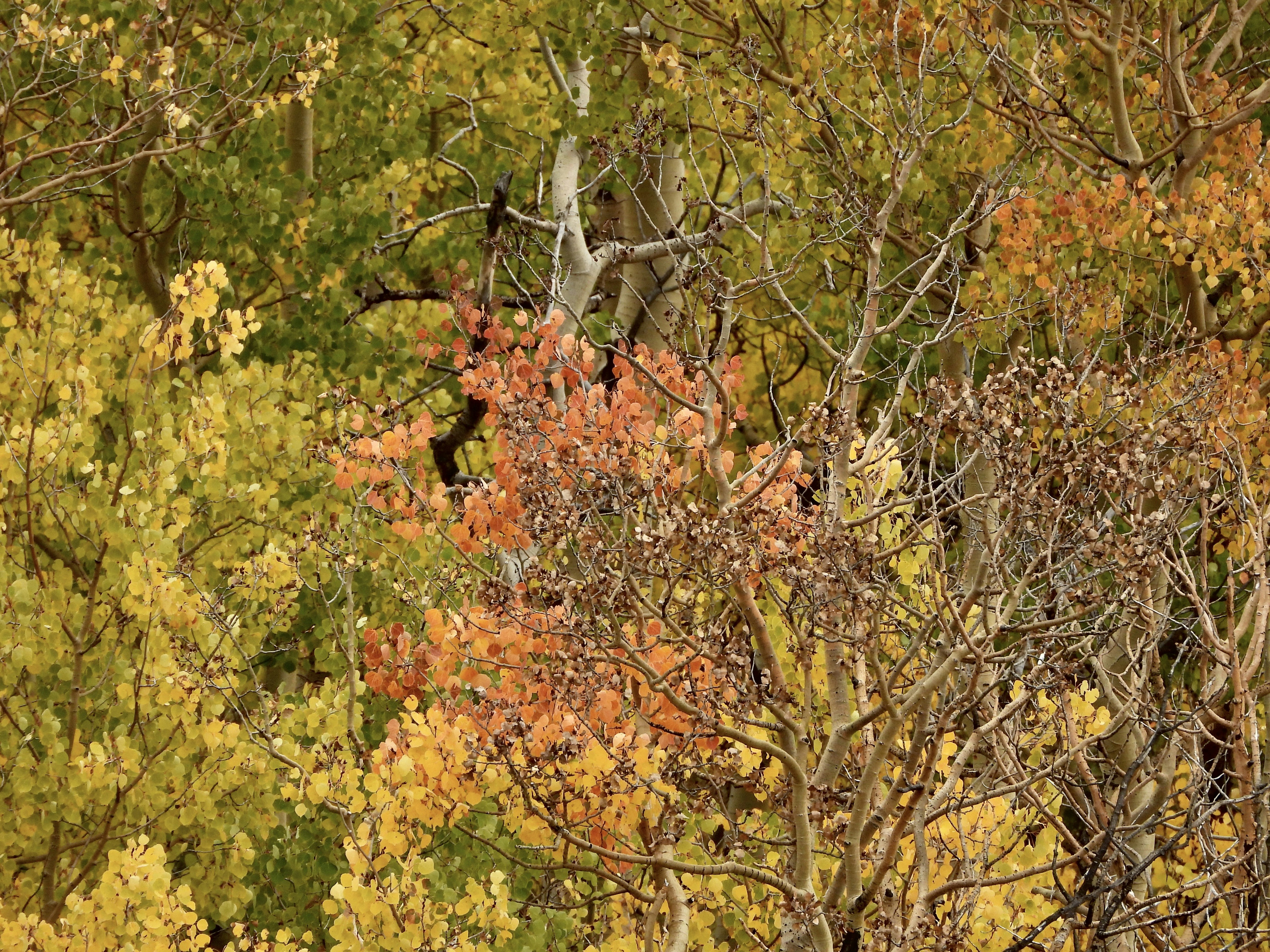 Autumn trees with vibrant yellow and orange leaves.