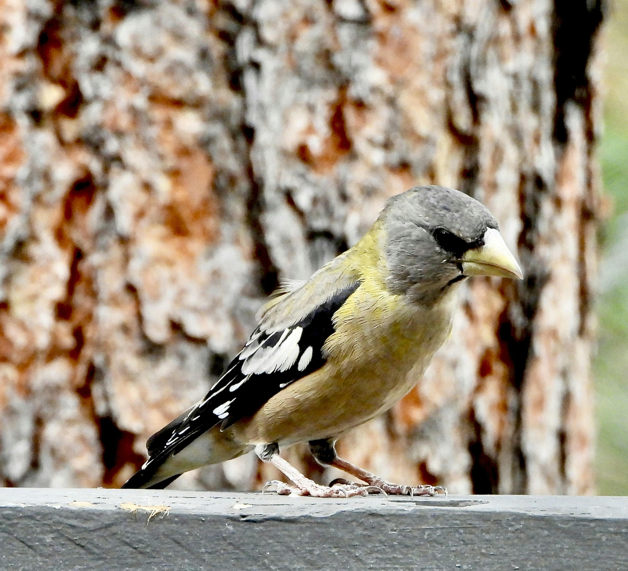 Nature's Quiet Observer: The Finches' Perch