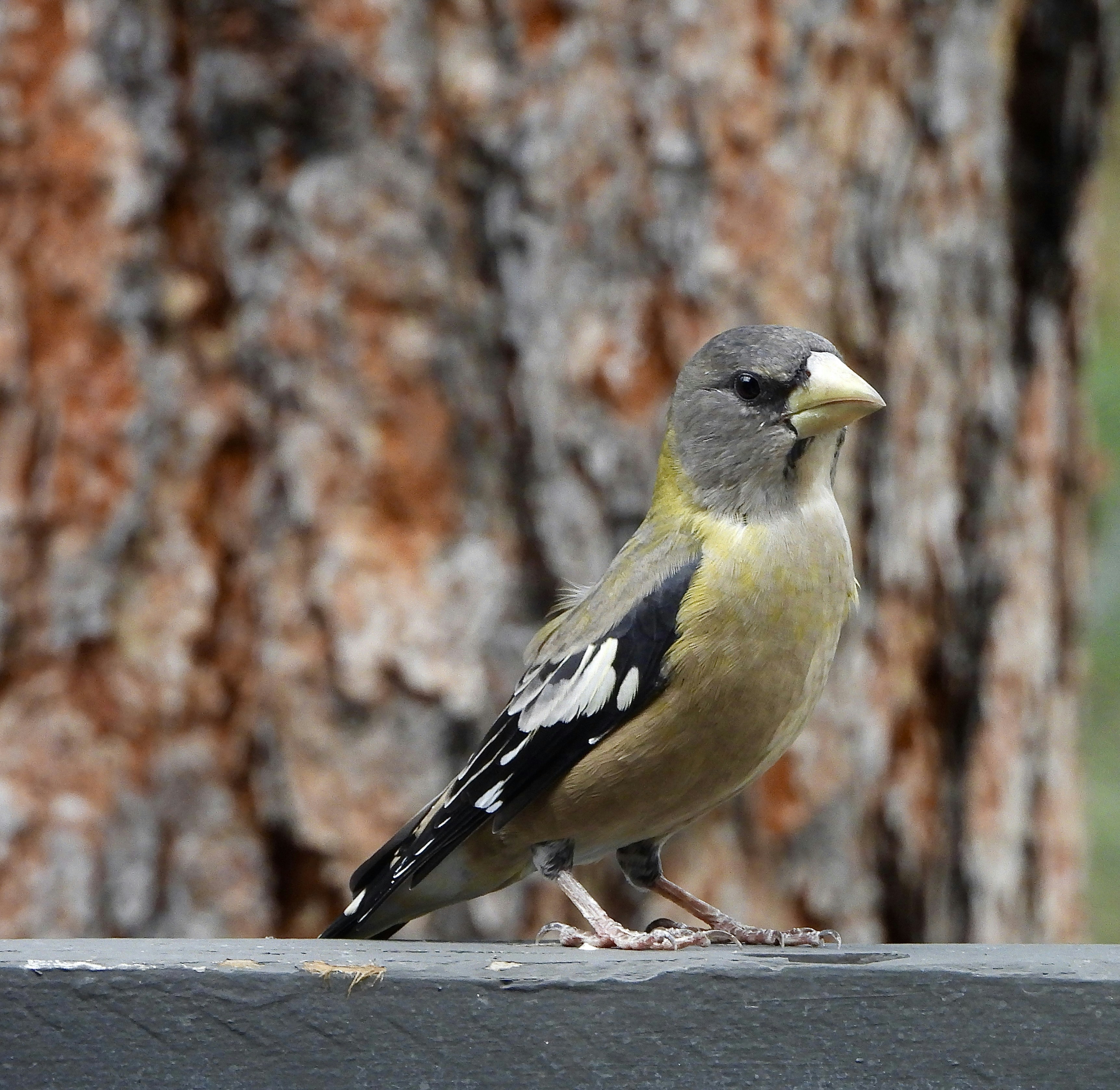 The Quiet Observer: A Finch's Moment