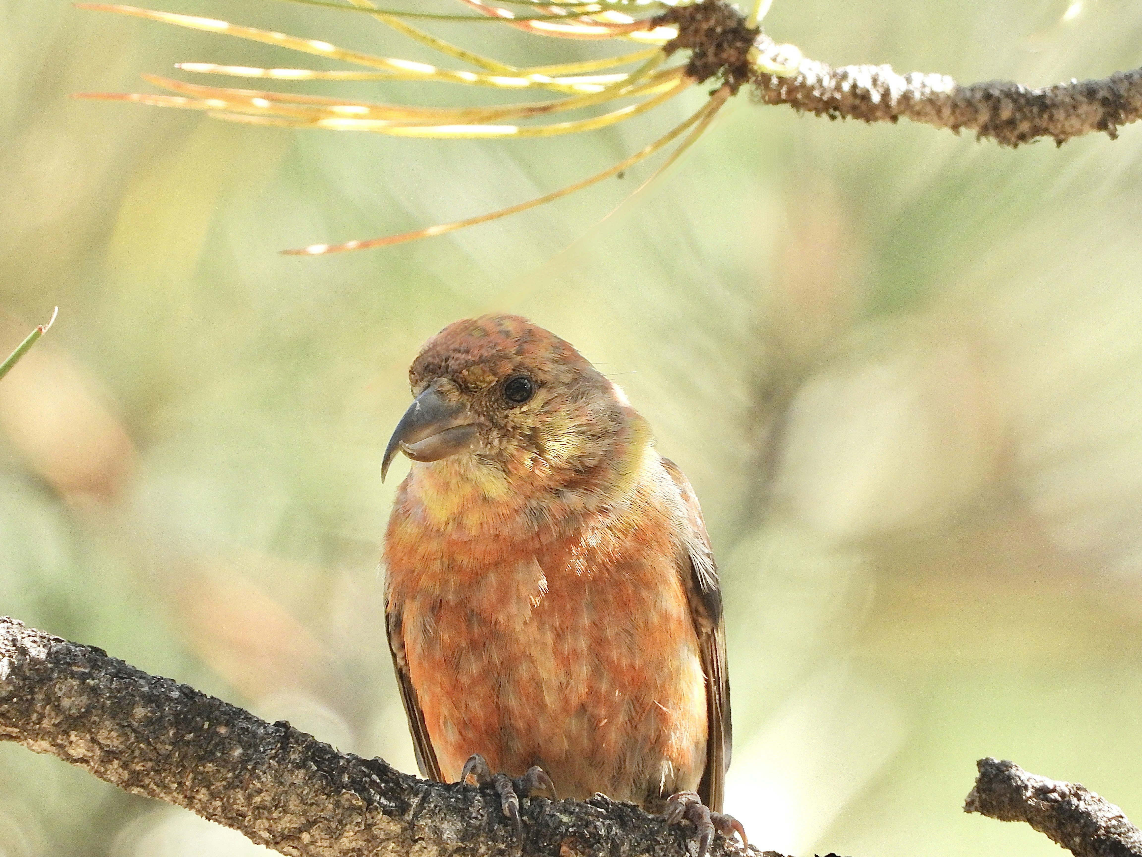 A small bird with reddish-brown plumage sits on a branch.