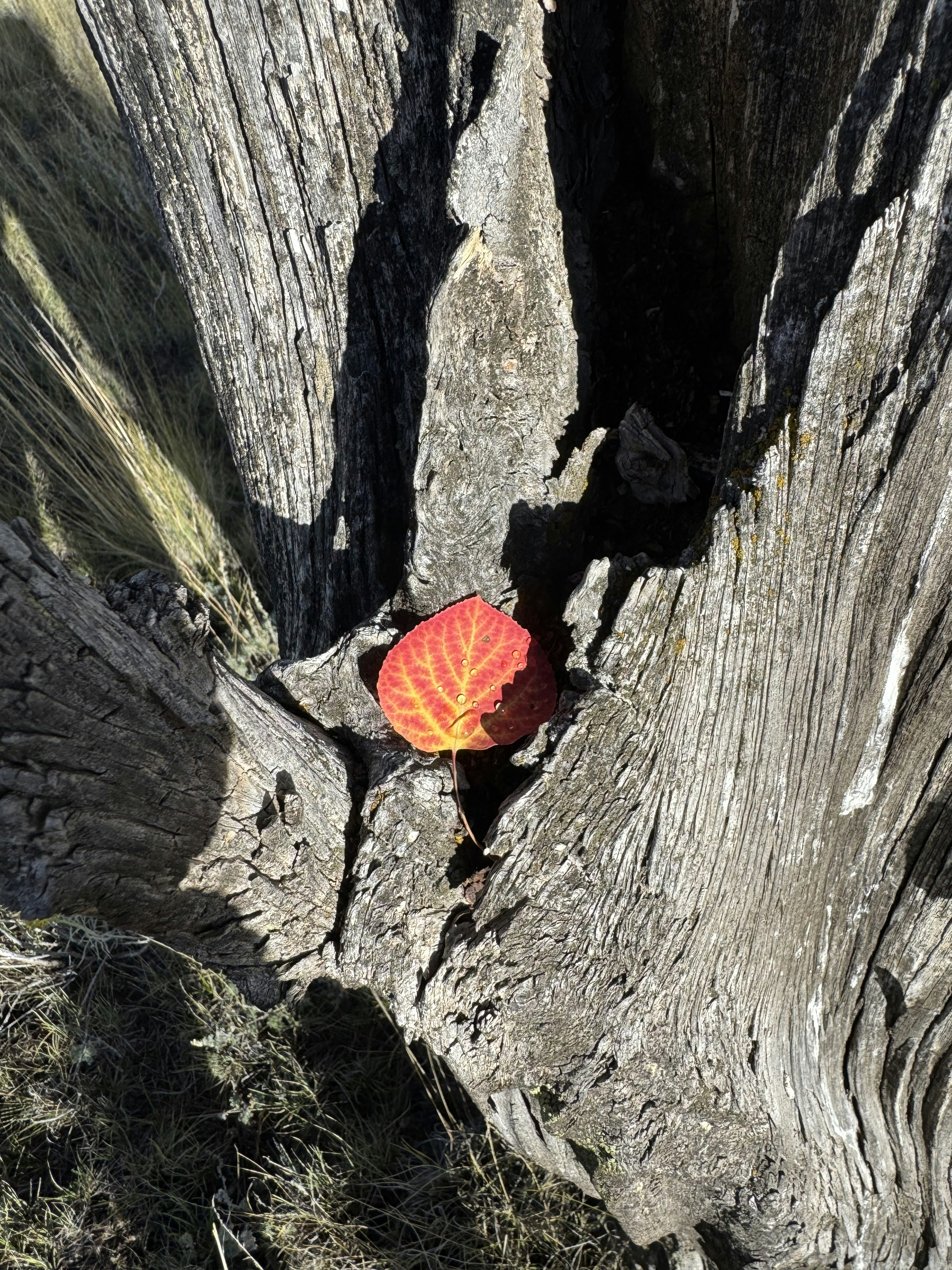 Nature's Resilience: A Leaf's Embrace