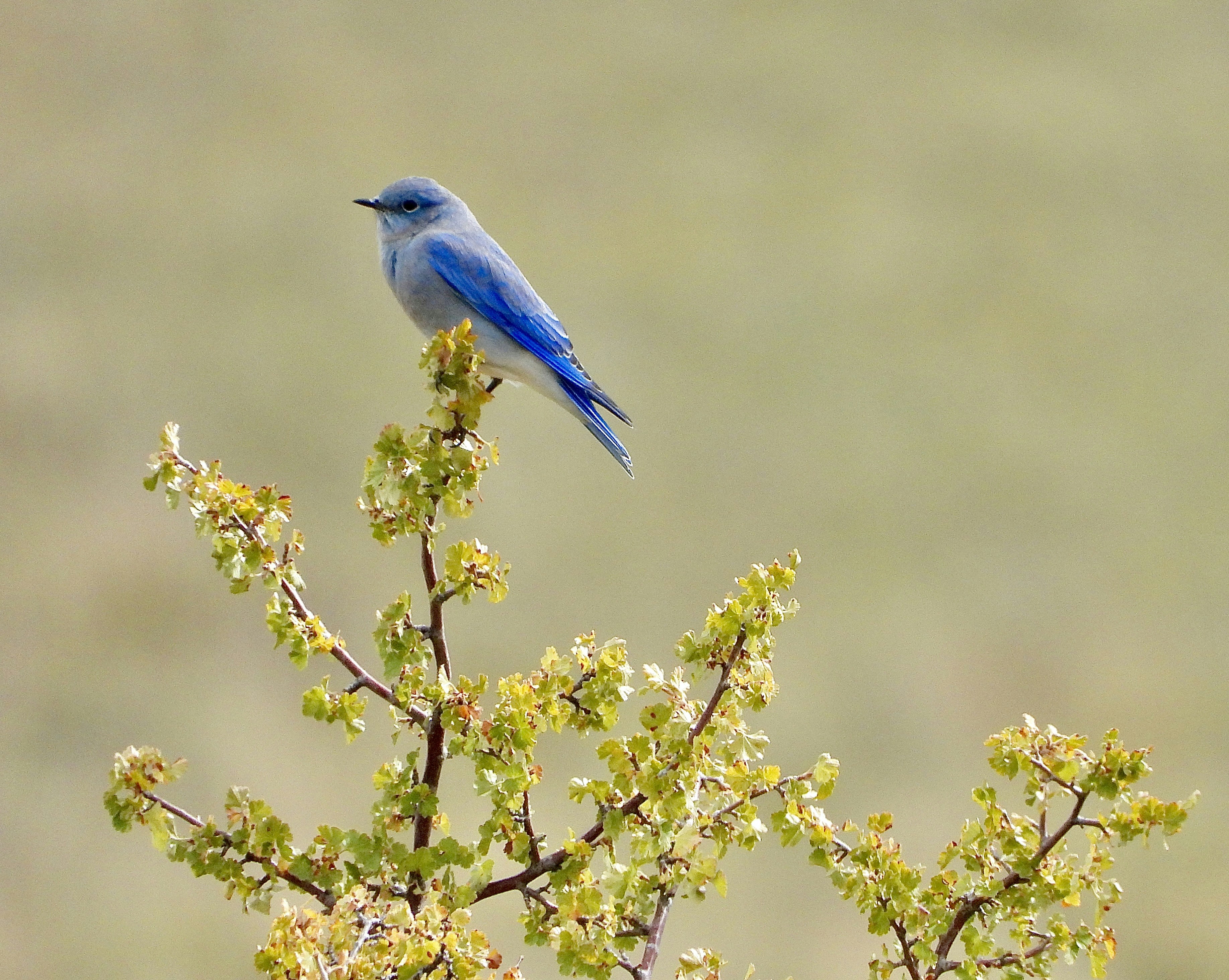 A blue bird perched on a leafy branch.