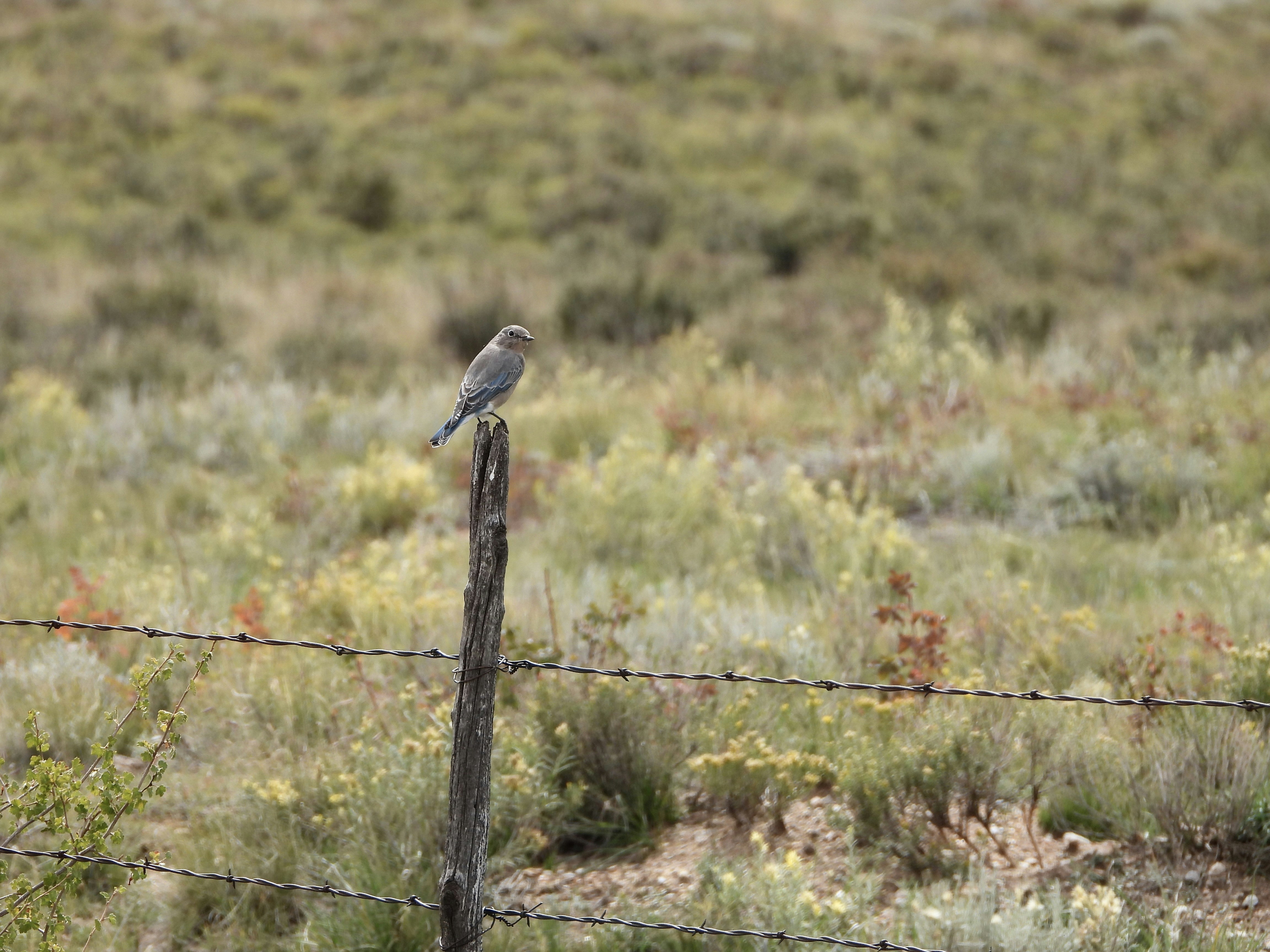 Photo by christie greene with Nikon Coolpix P1000