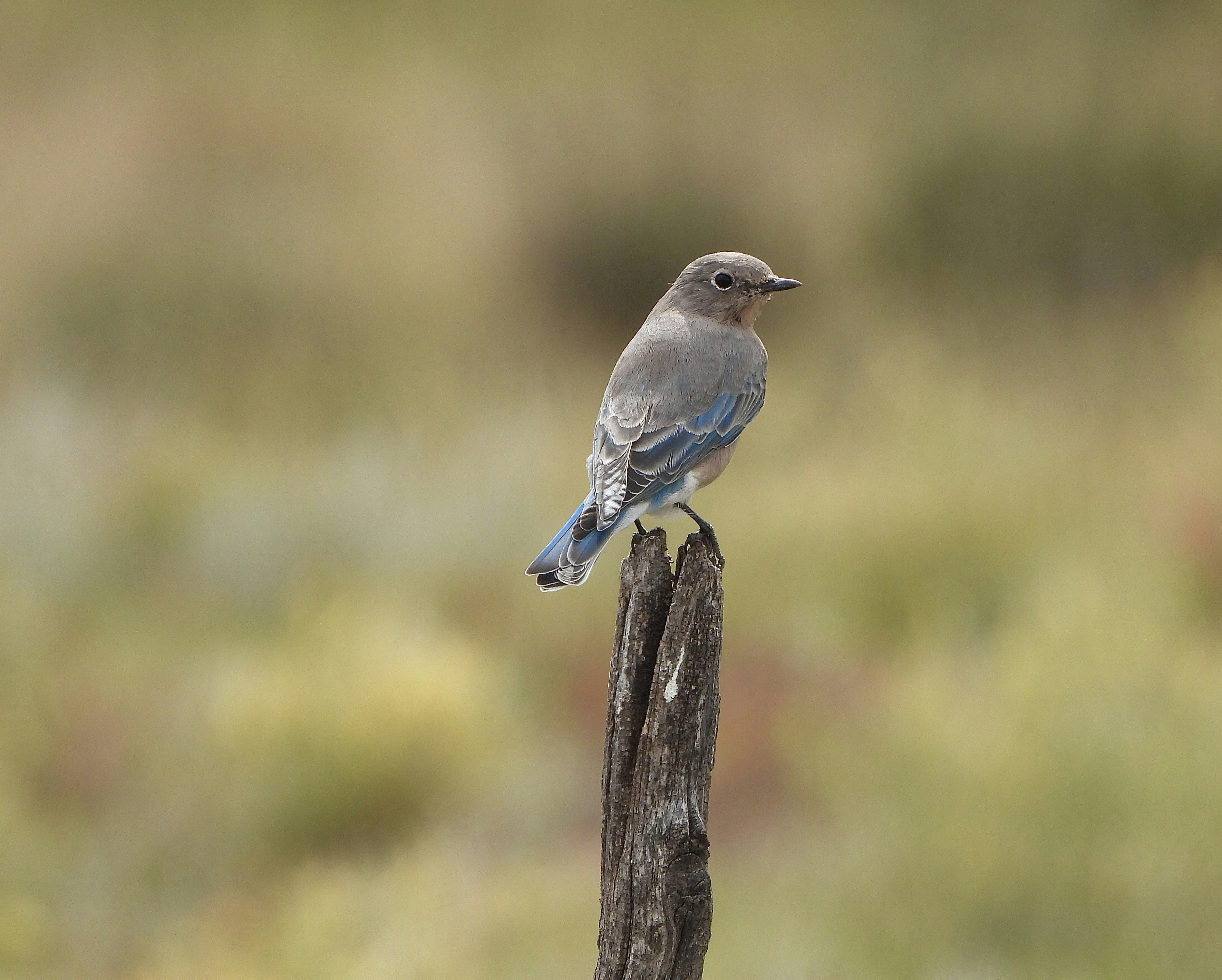 A bluebird standing gracefully on a weathered post, surrounded by a soft, blurred background of greenery and wildflowers.