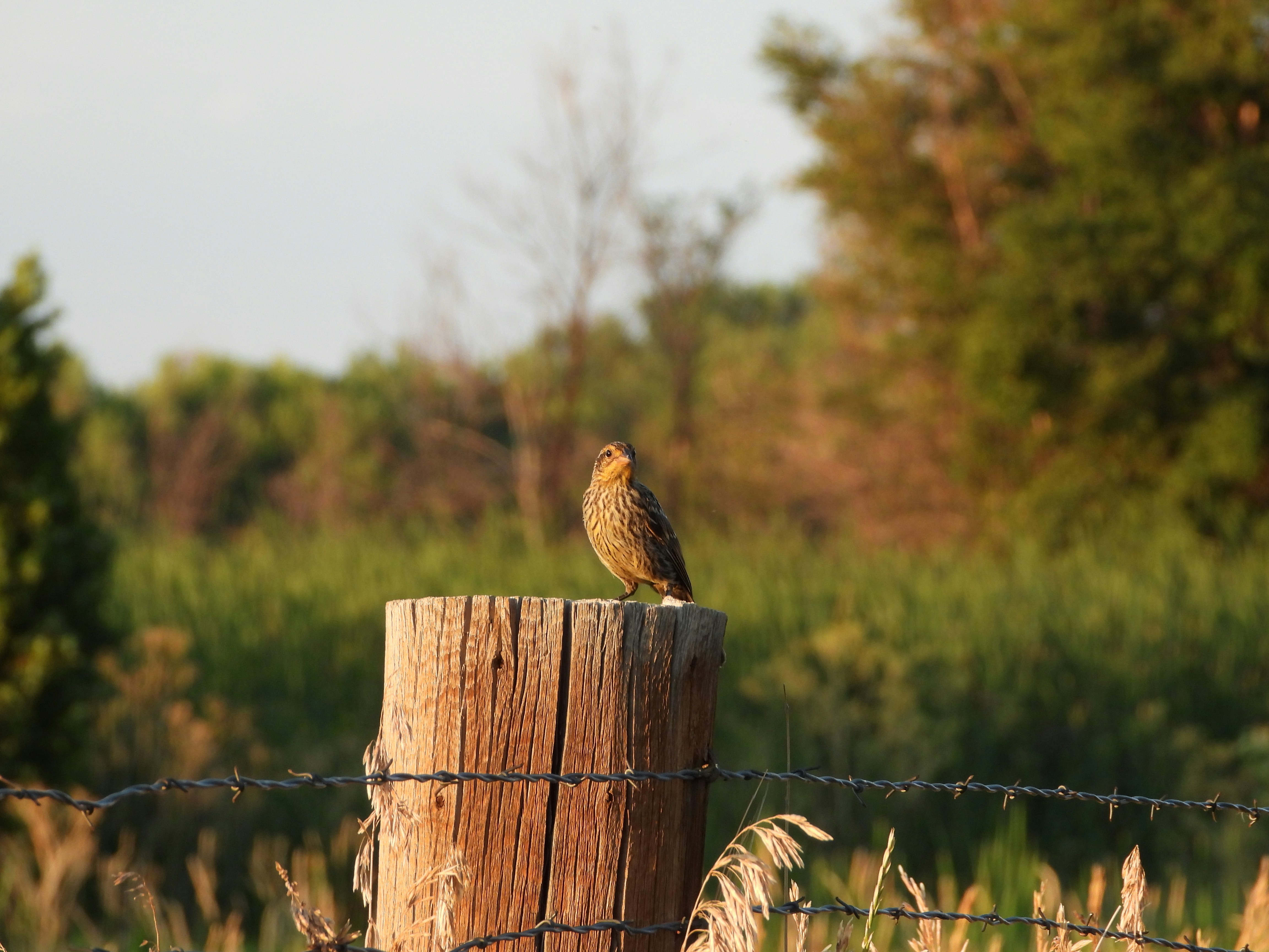 Perched Sentinel of the Meadow