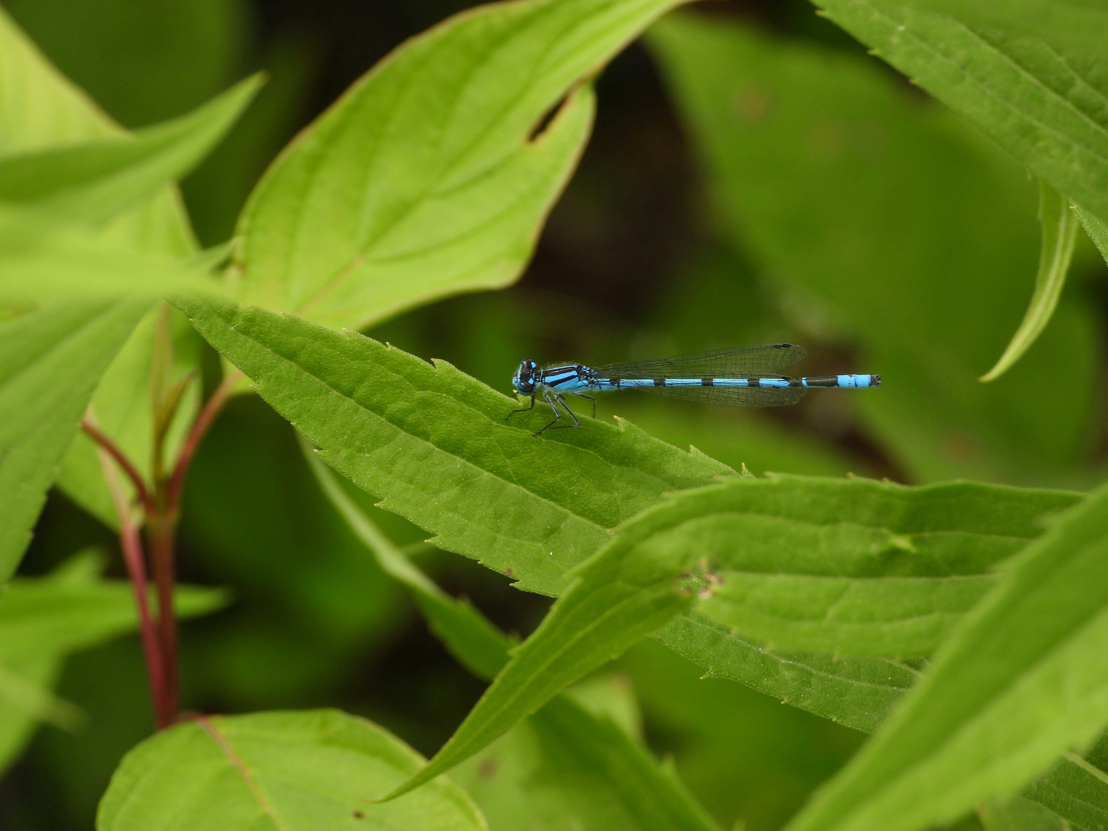 Photo by christie greene with Nikon Coolpix P1000