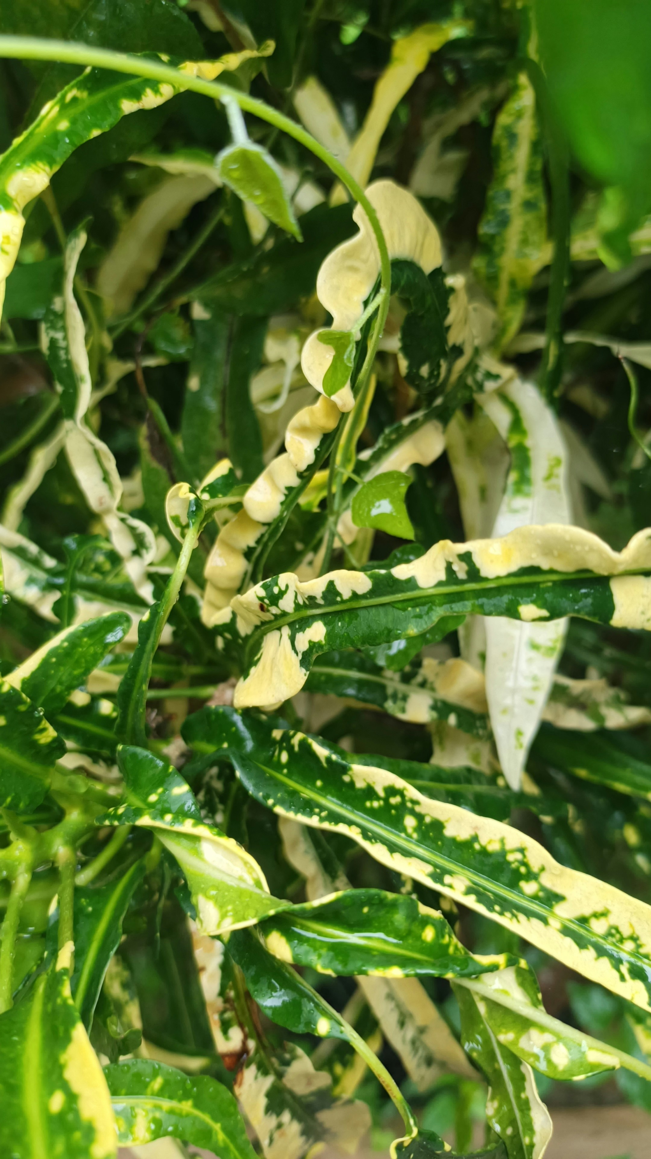Variegated green and yellow leaves of a plant.