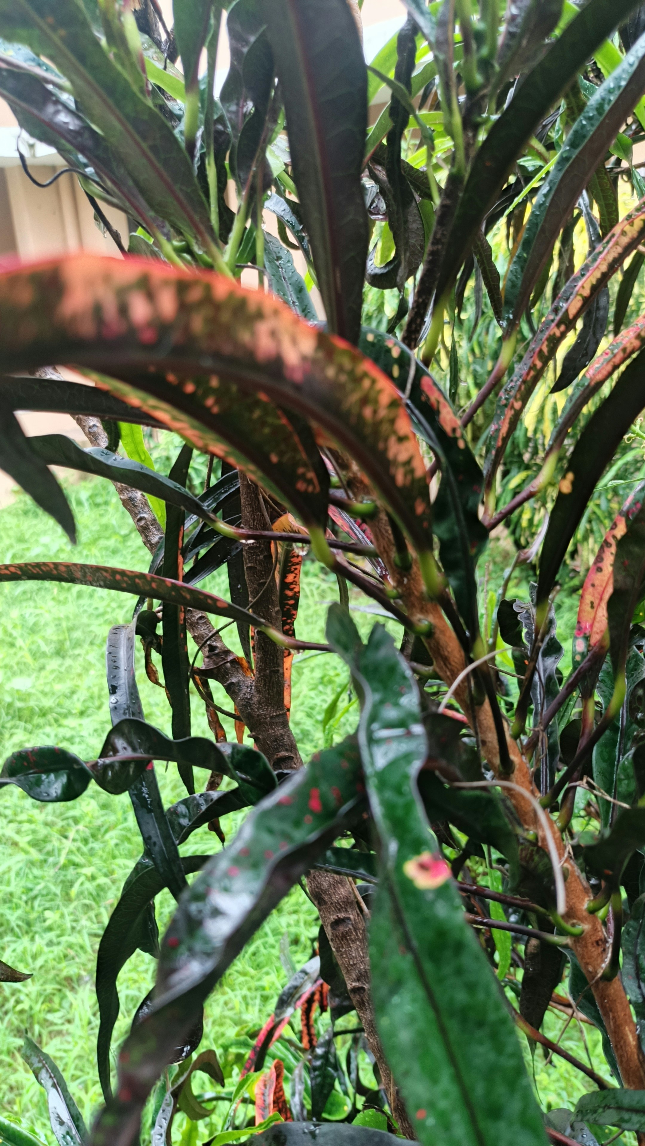Close-up of a colorful plant with green and red leaves.