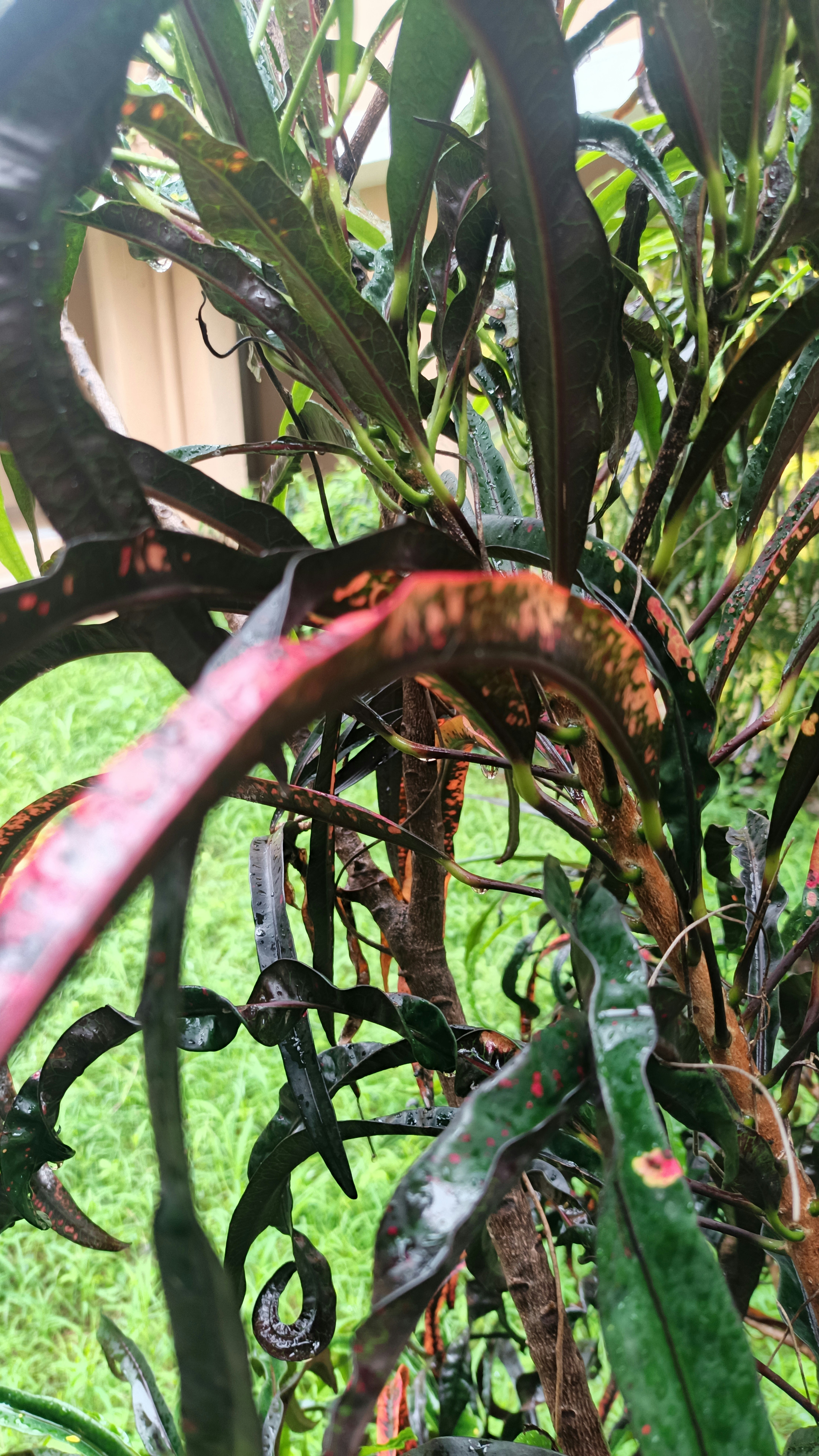 Close up of wet croton plant leaves after rain