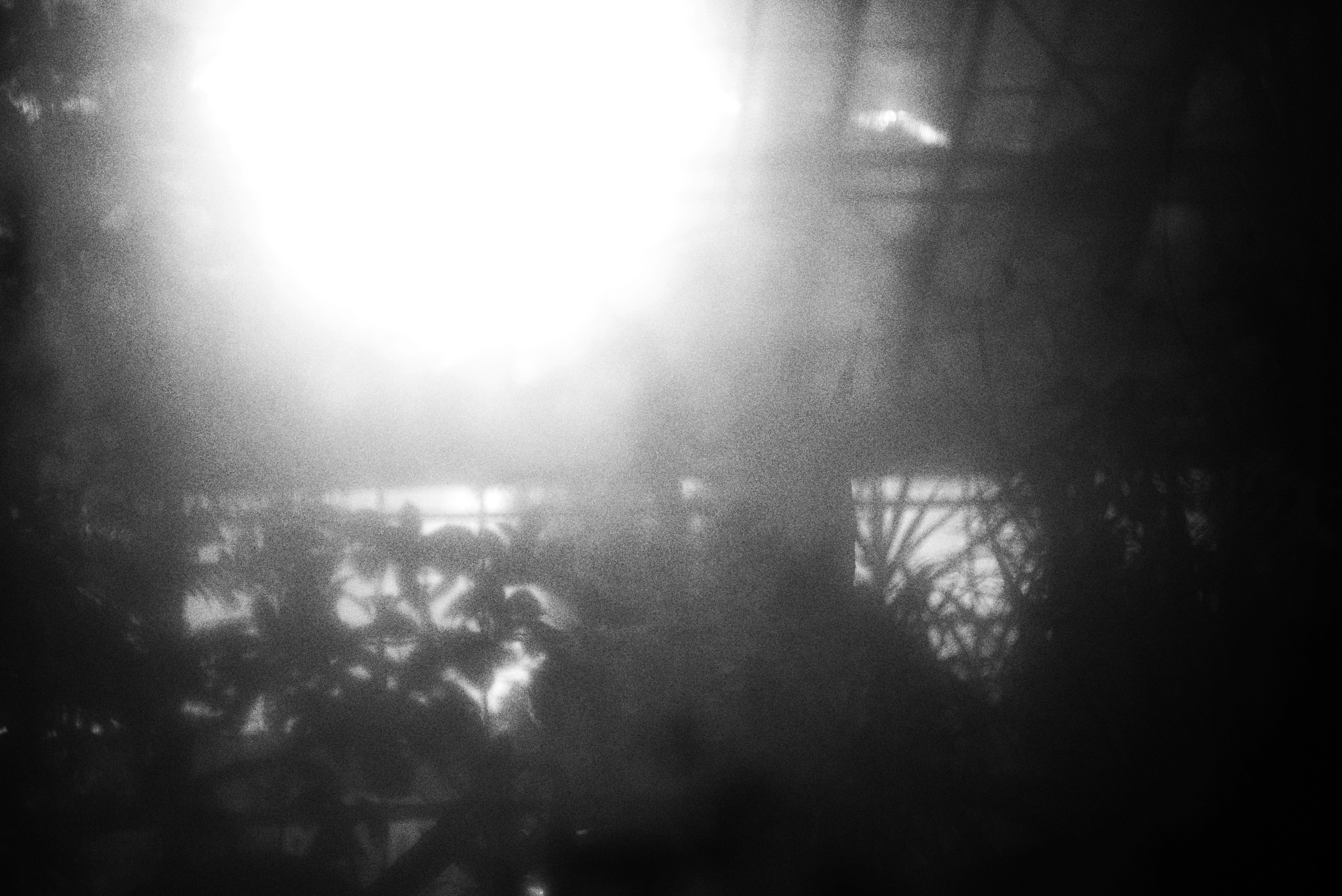 Bright light shining through greenhouse plants