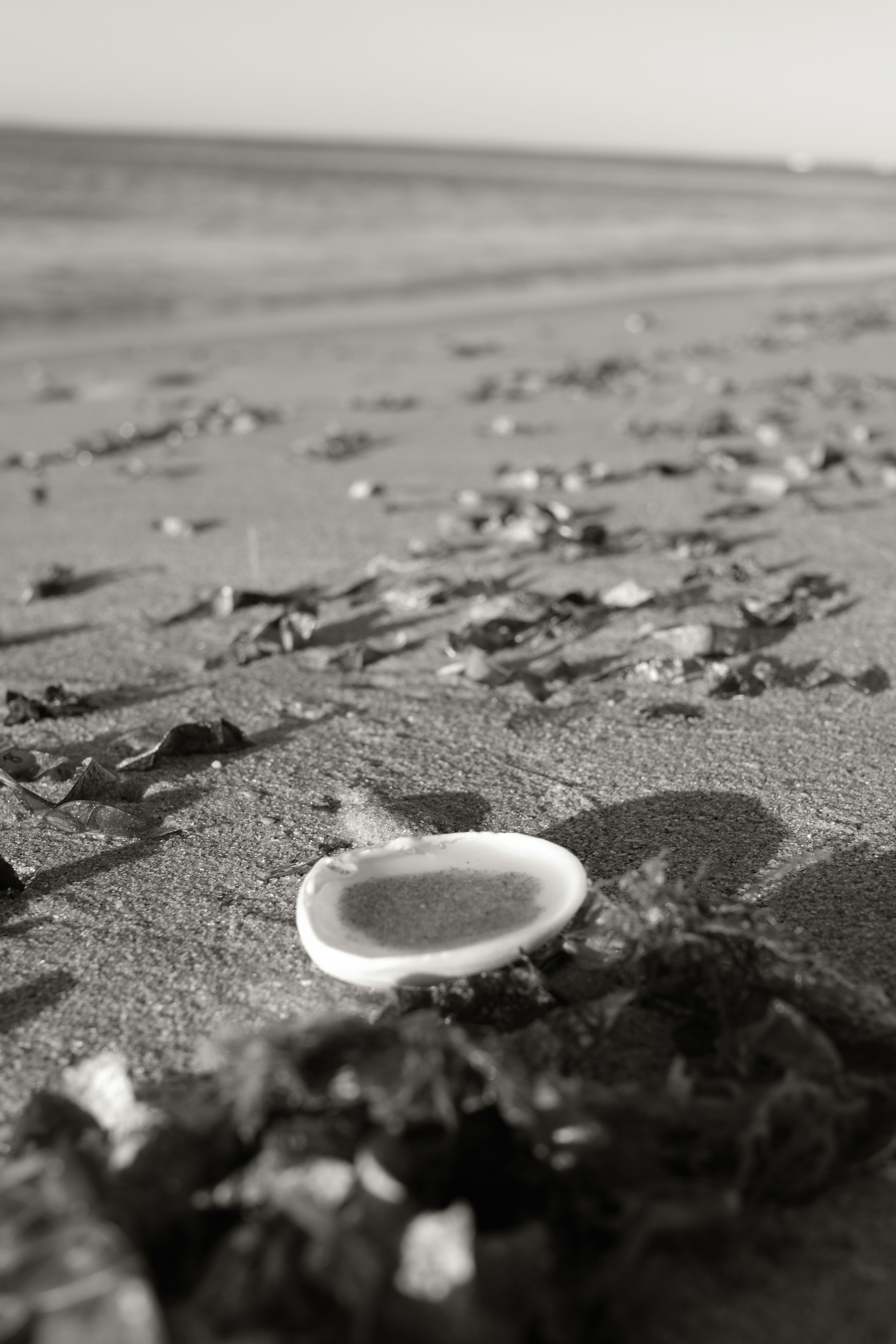 A delicate shell rests among scattered seaweed on a tranquil beach, evoking a sense of nature's quiet beauty.