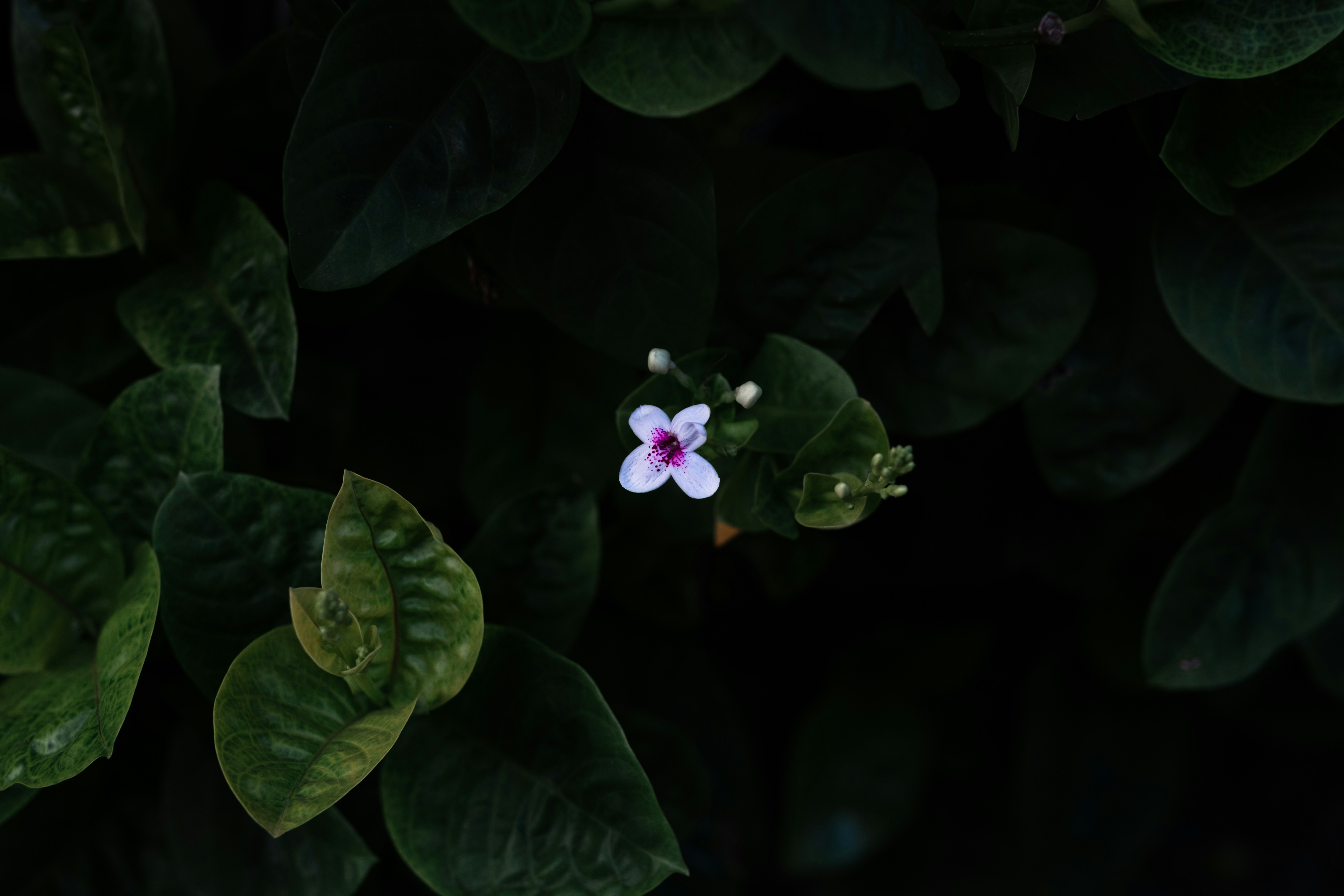 Whispers of Nature: A Floral Gem Amidst Shadows