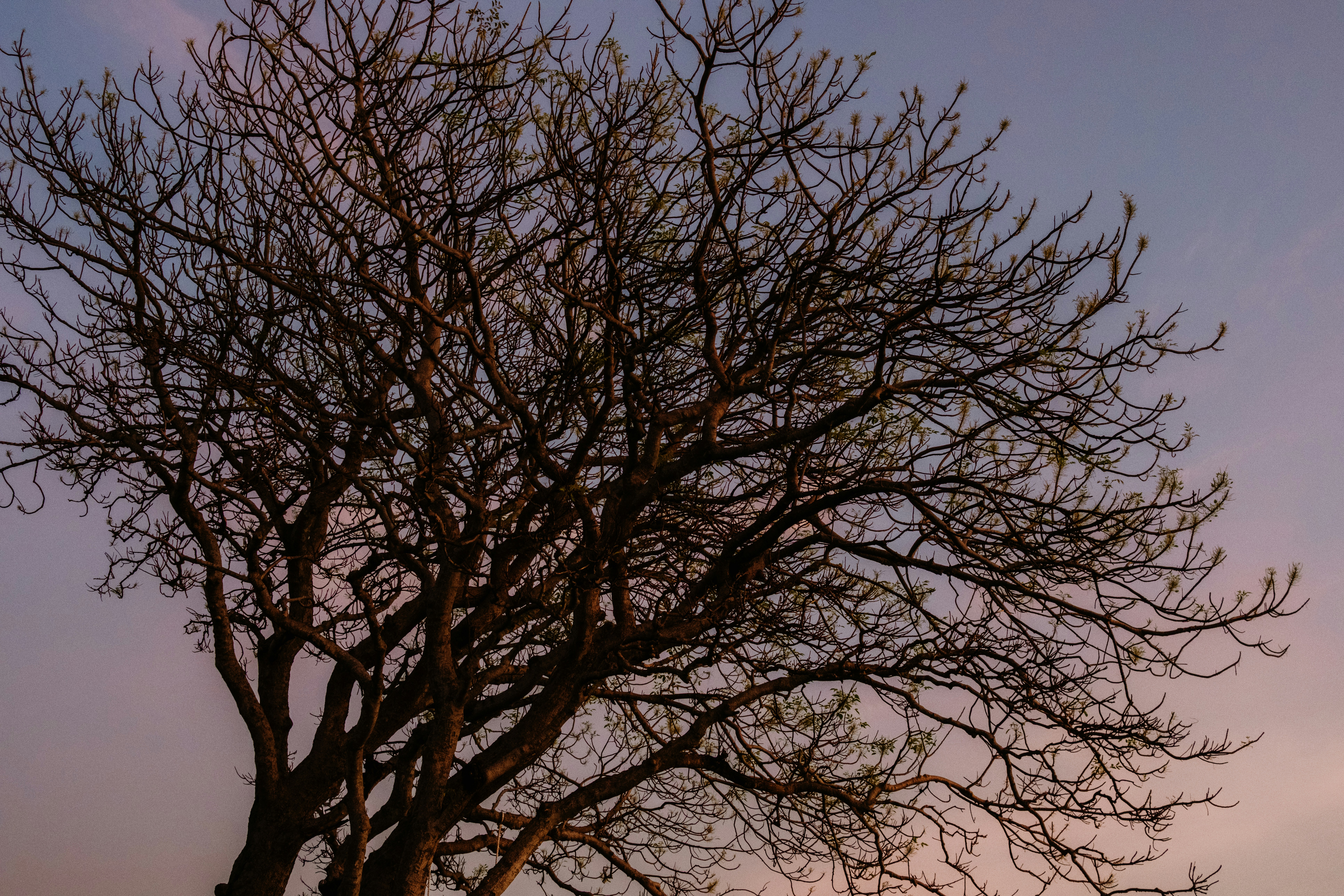 Bare tree branches against a twilight sky