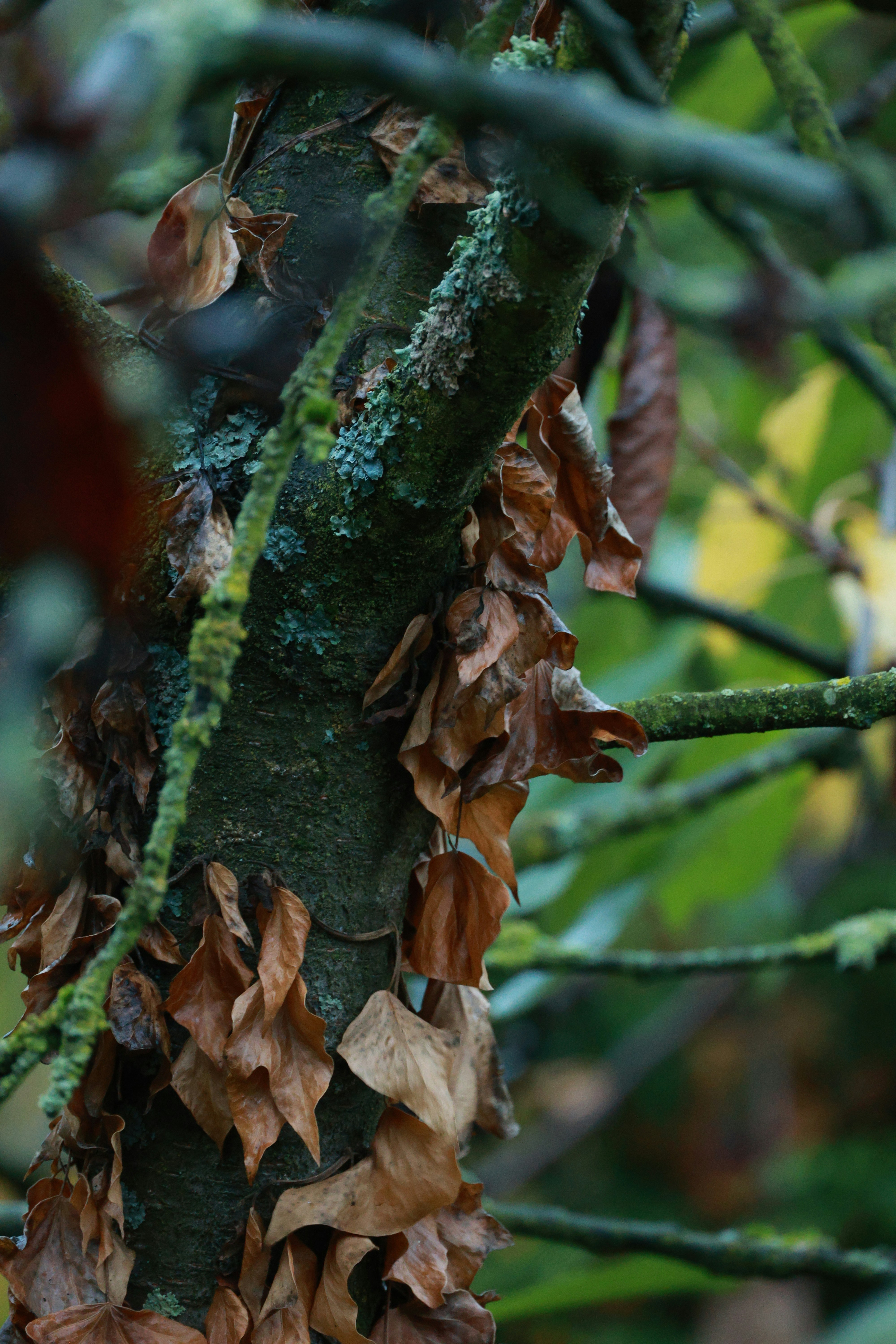 Nature's Textured Canvas