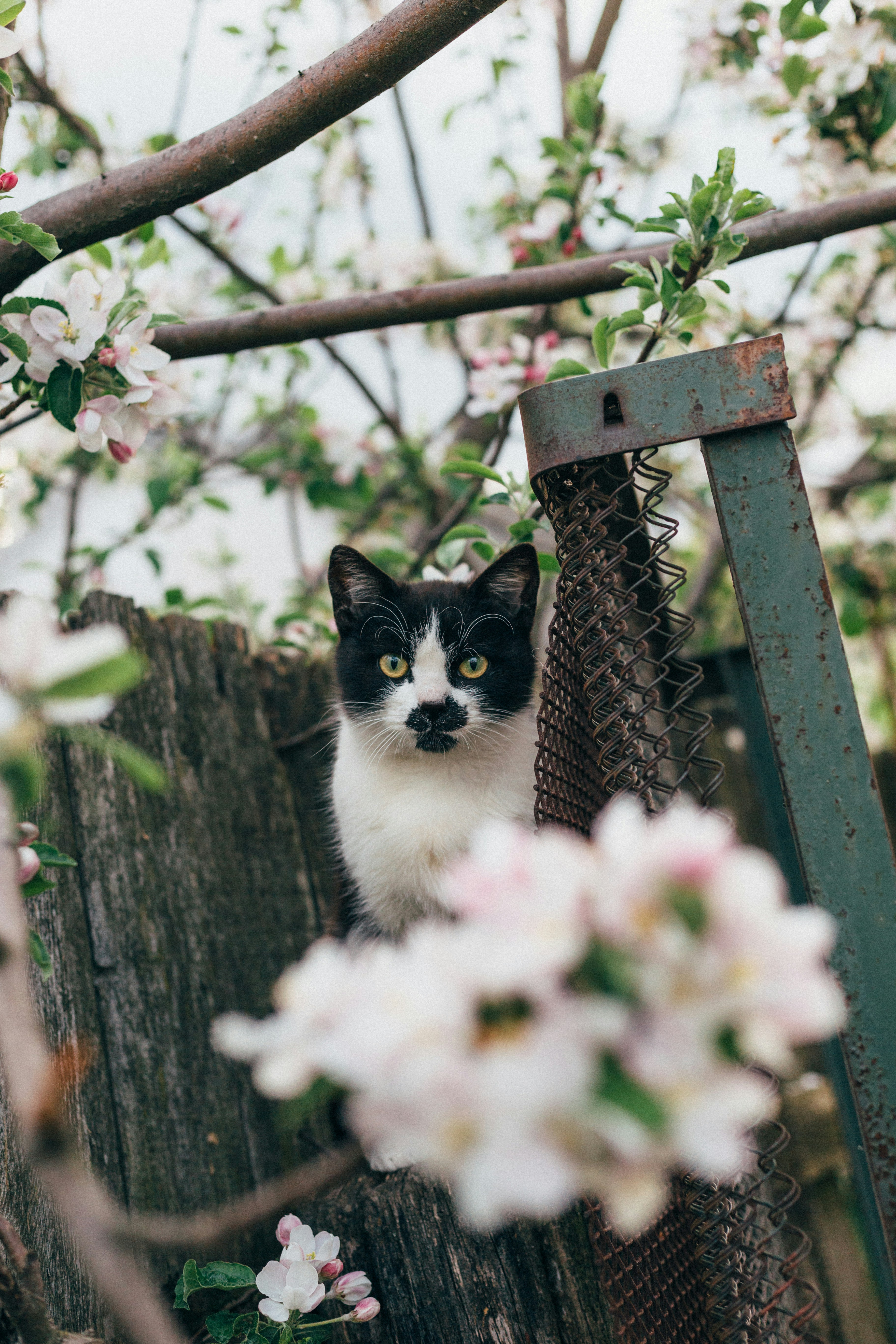 Whiskered Watcher Amidst Blossoms
