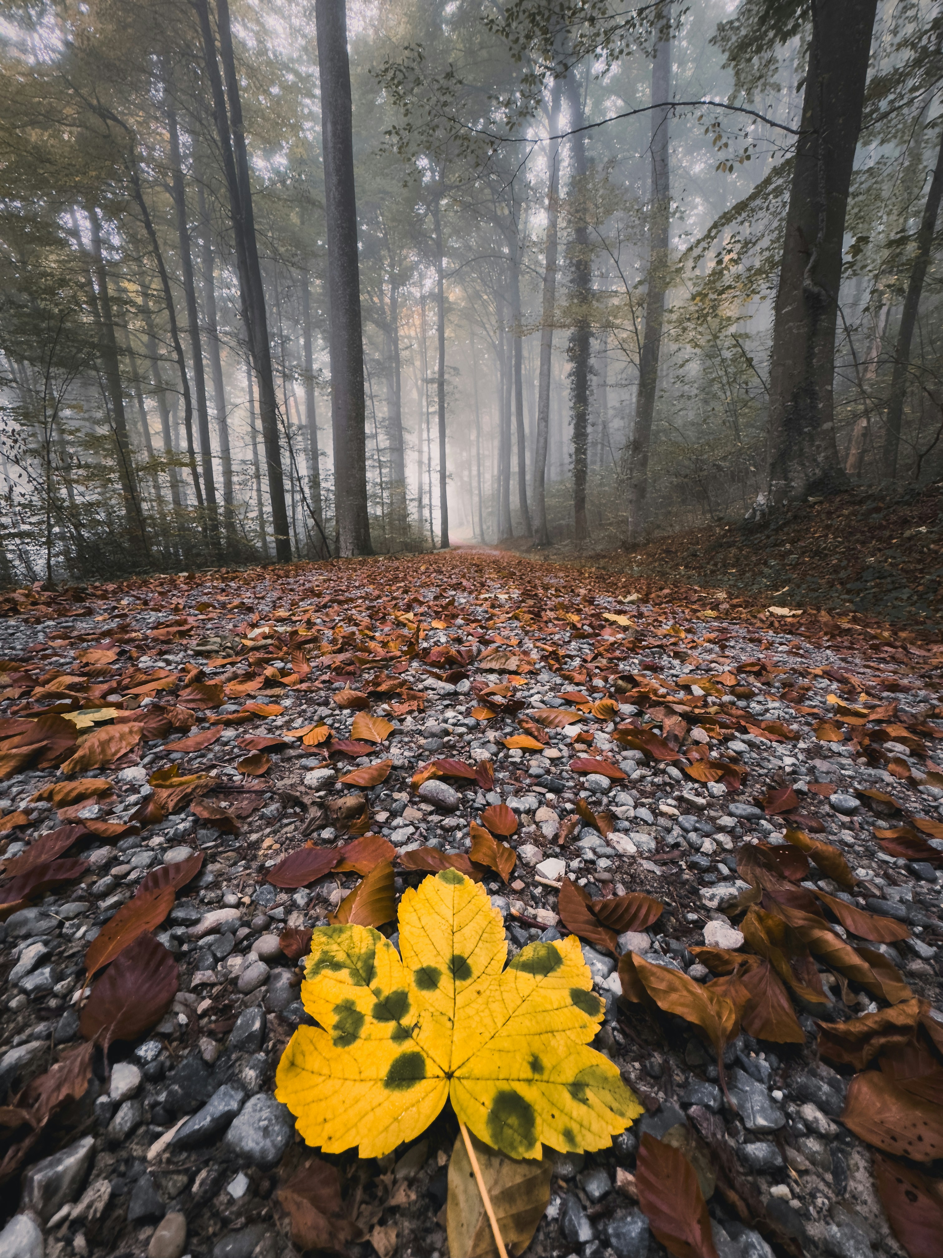A vibrant yellow leaf rests on a gravel path surrounded by autumn foliage and foggy woods. The scene evokes a serene, tranquil atmosphere.
