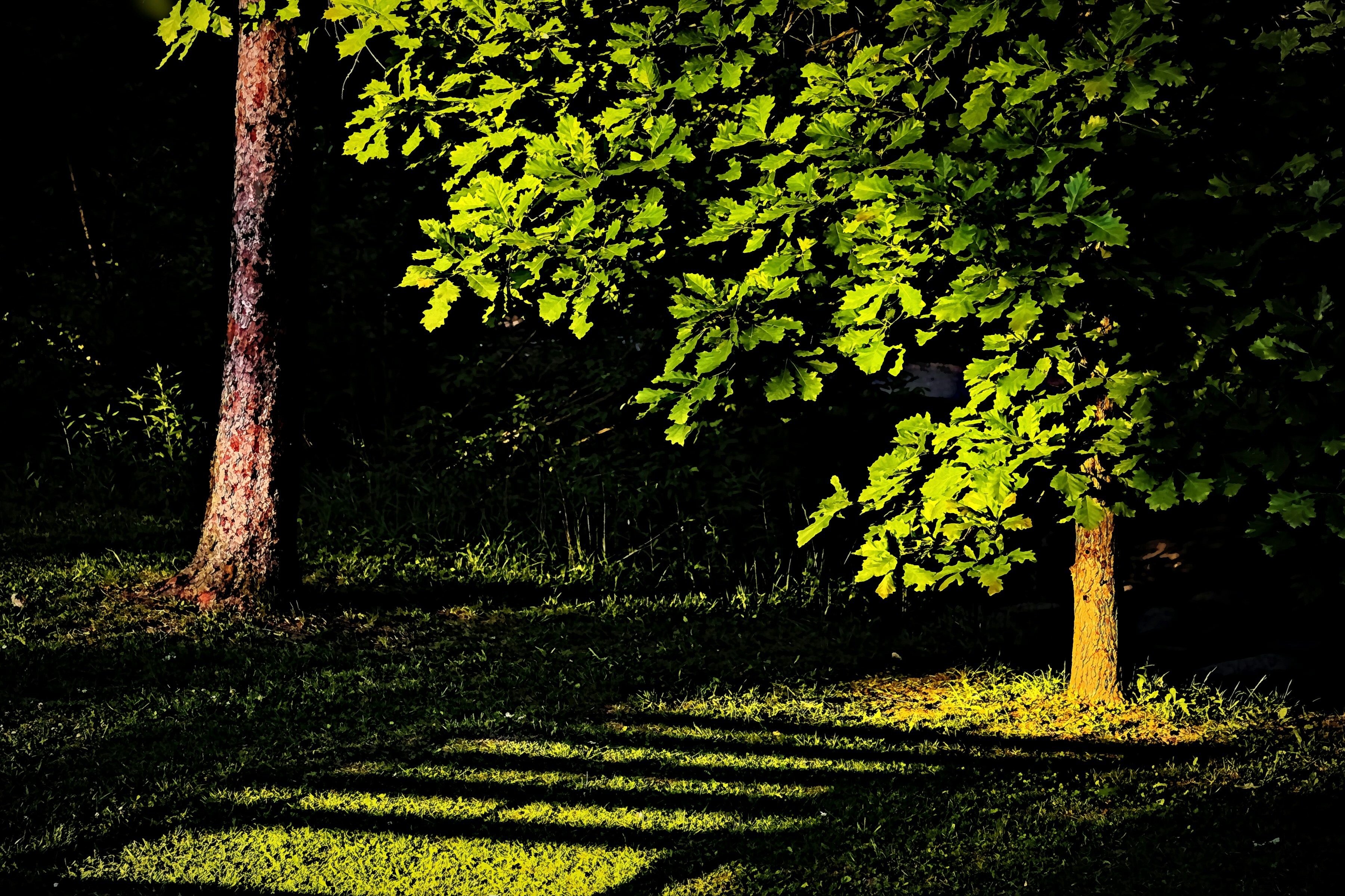Sunlit path through a dark, leafy forest