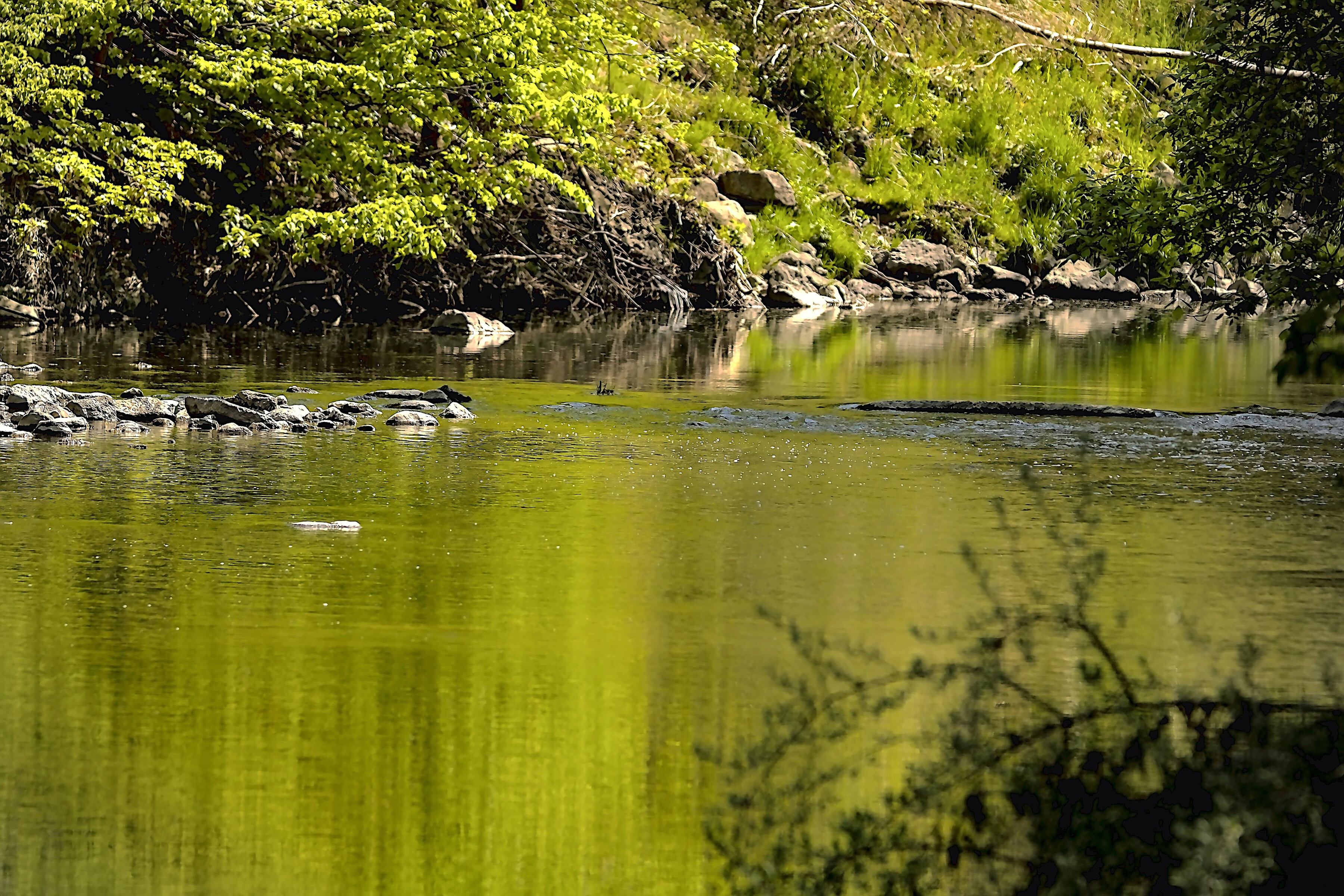 Green trees reflected in a calm river