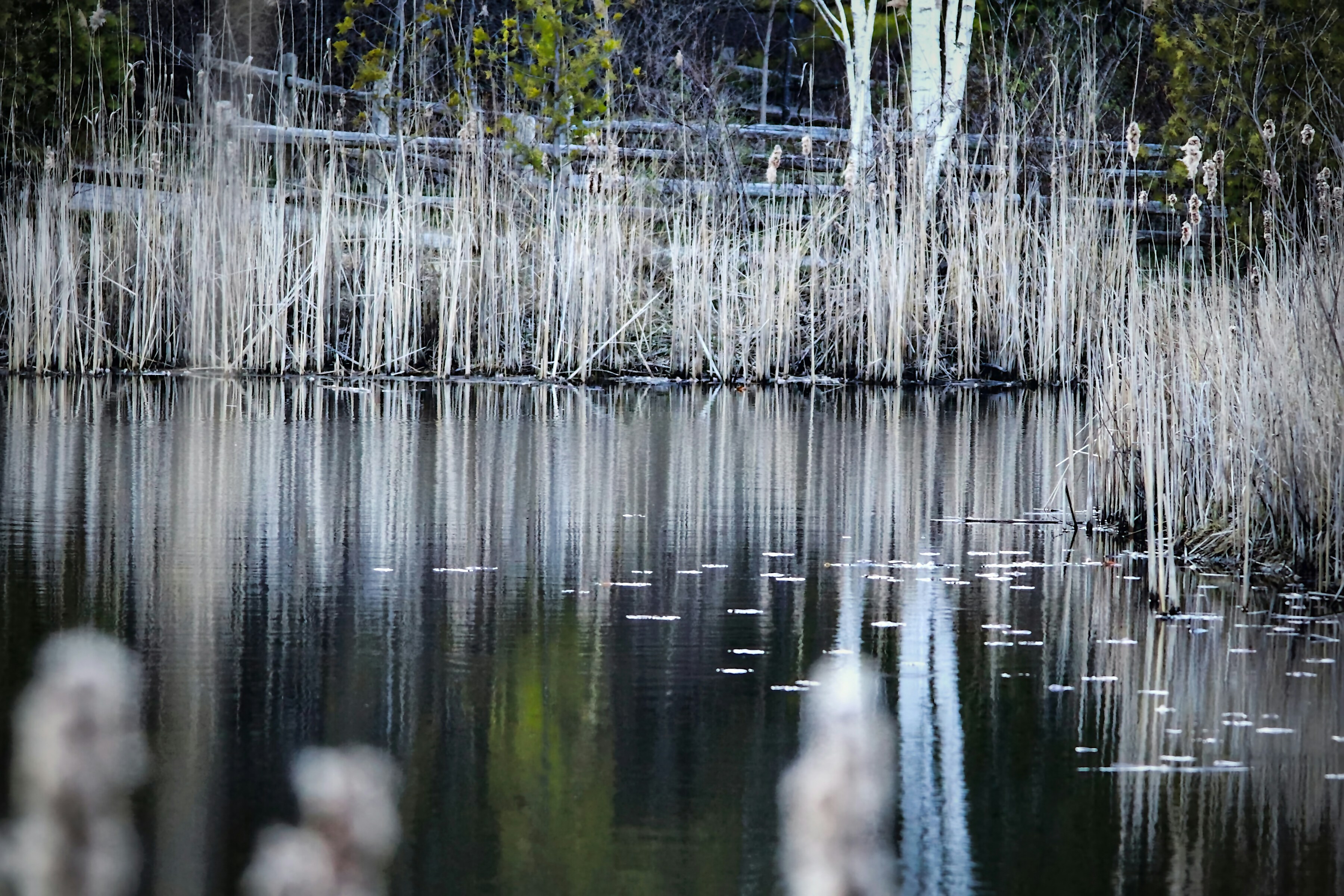 Reflections of Serenity: A Quiet Waterscape