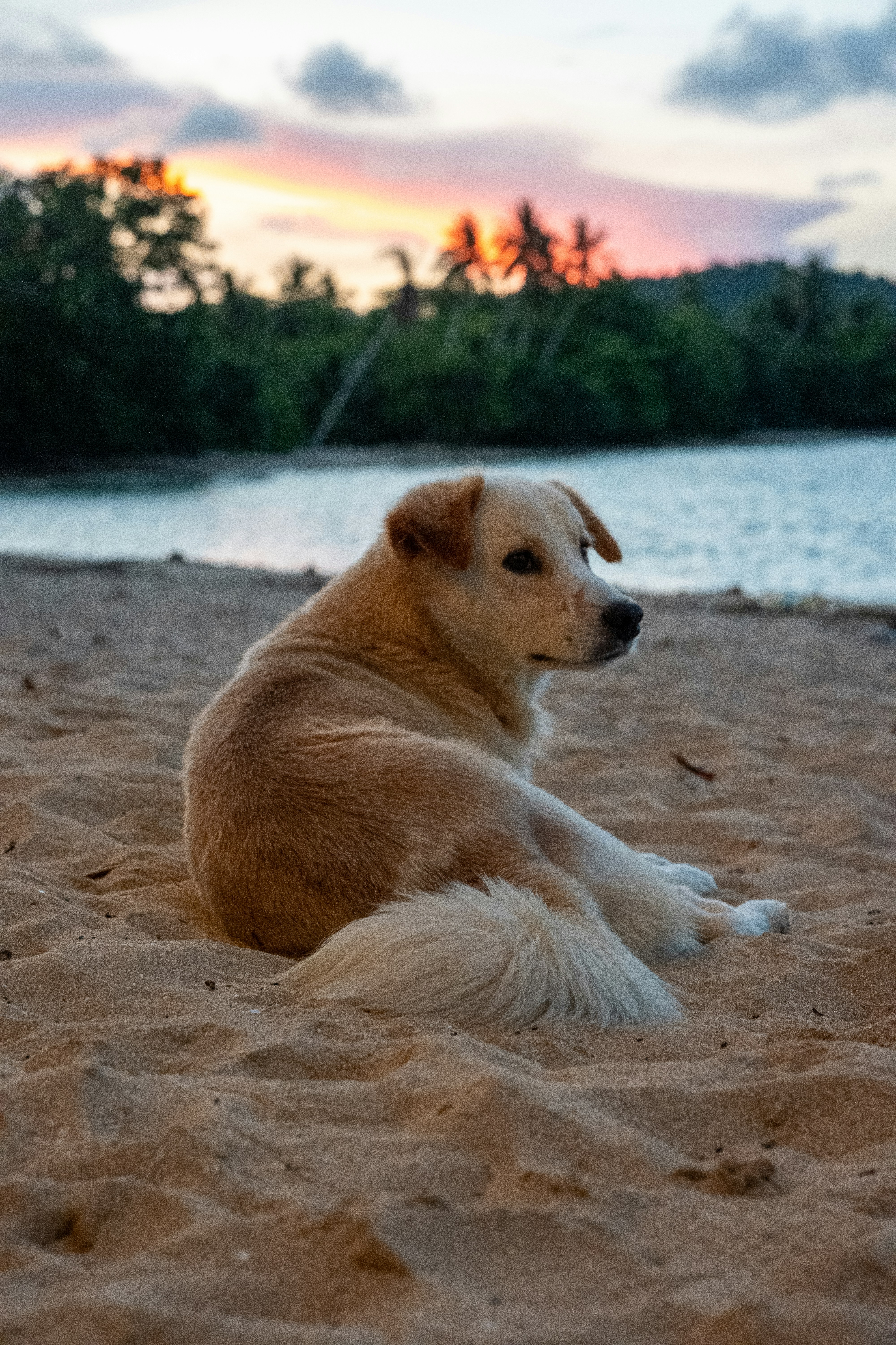 Dusk by the Shore: A Quiet Beach Dog Portrait