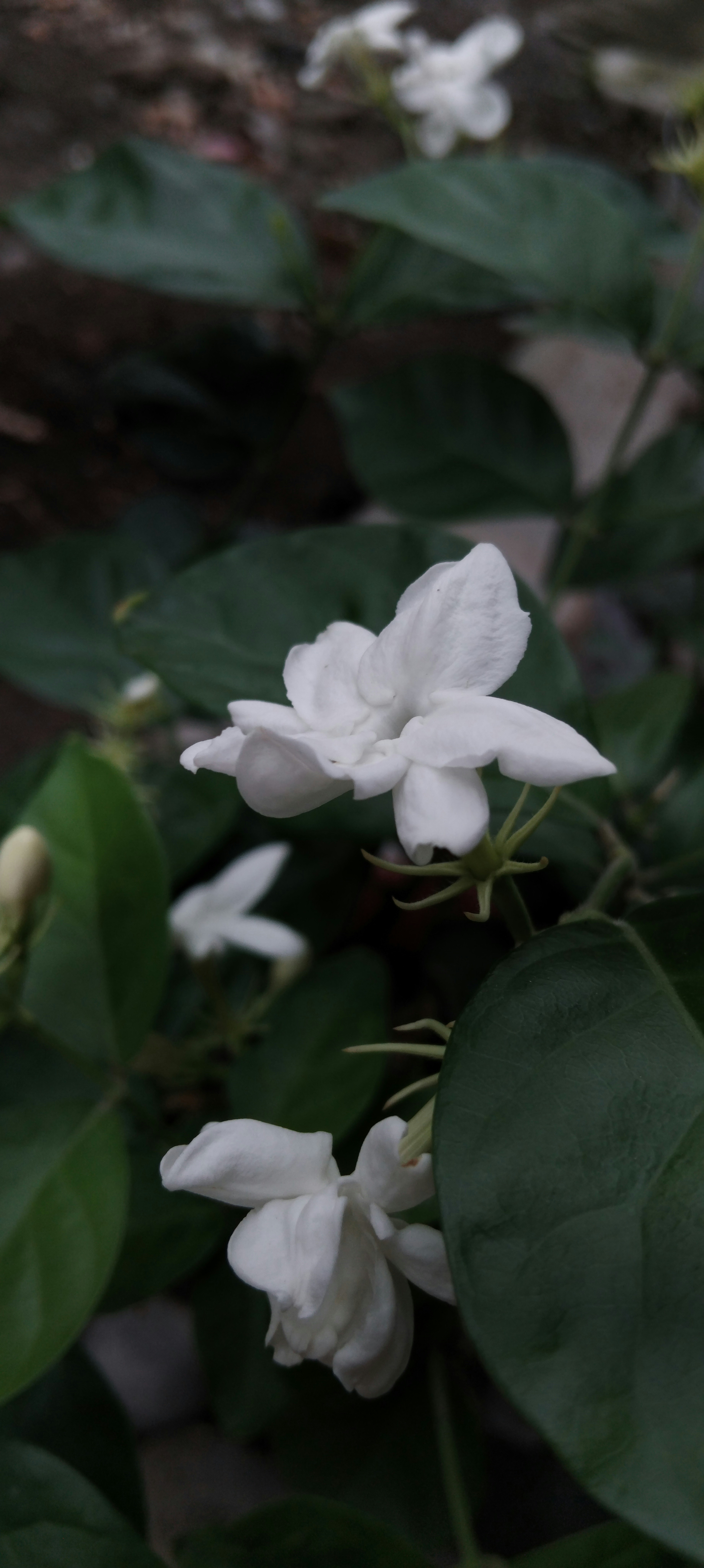 White jasmine flowers blooming amongst green leaves.