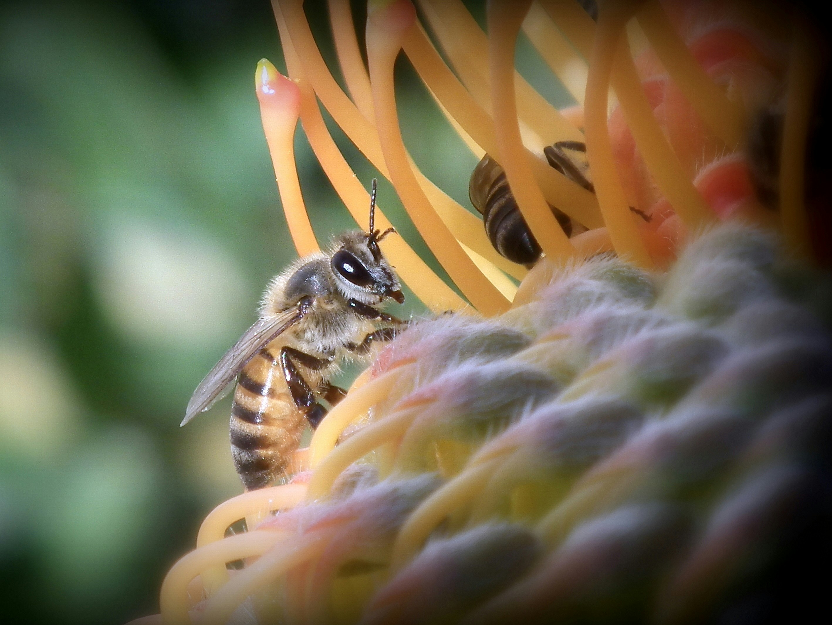 A bee collects nectar from a vibrant flower.