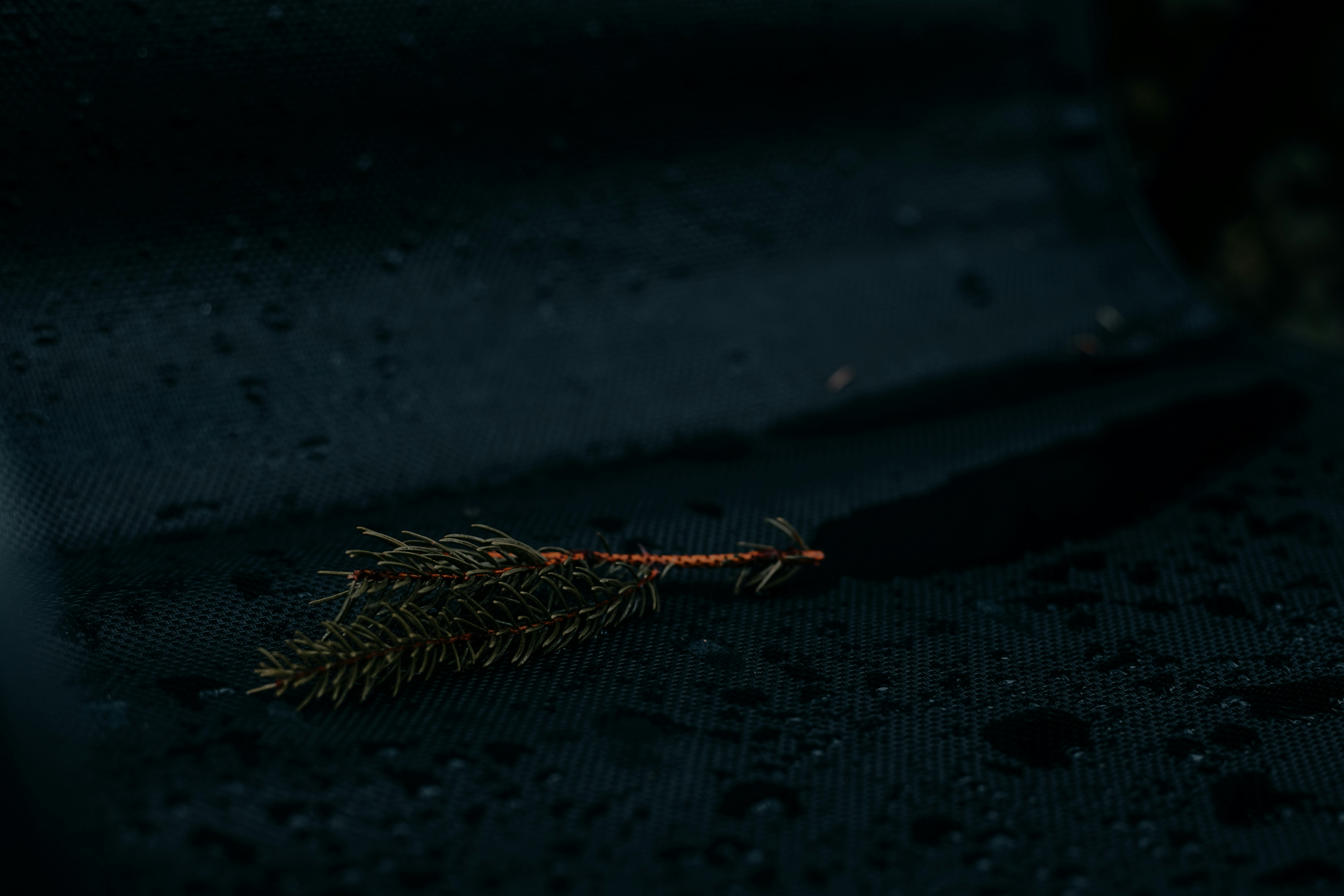 Nature's Resilience: A Pine Needle's Story