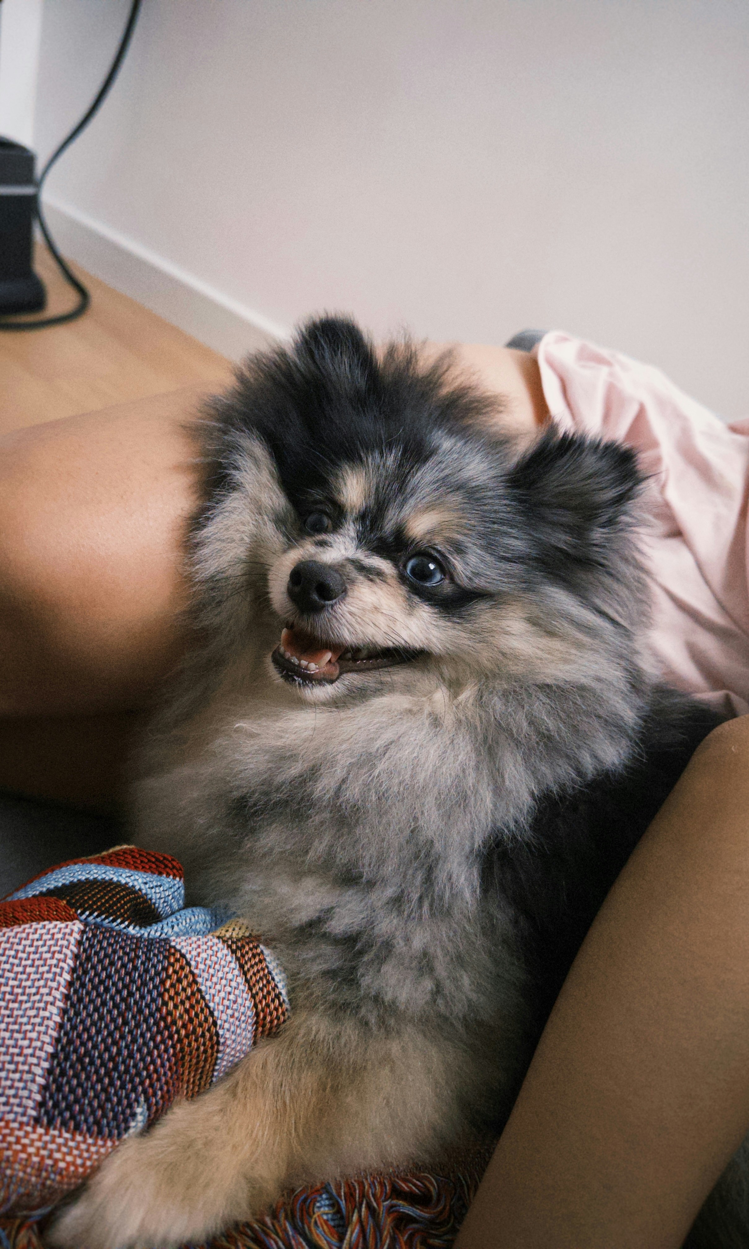 A fluffy pomeranian dog rests on a colorful blanket.