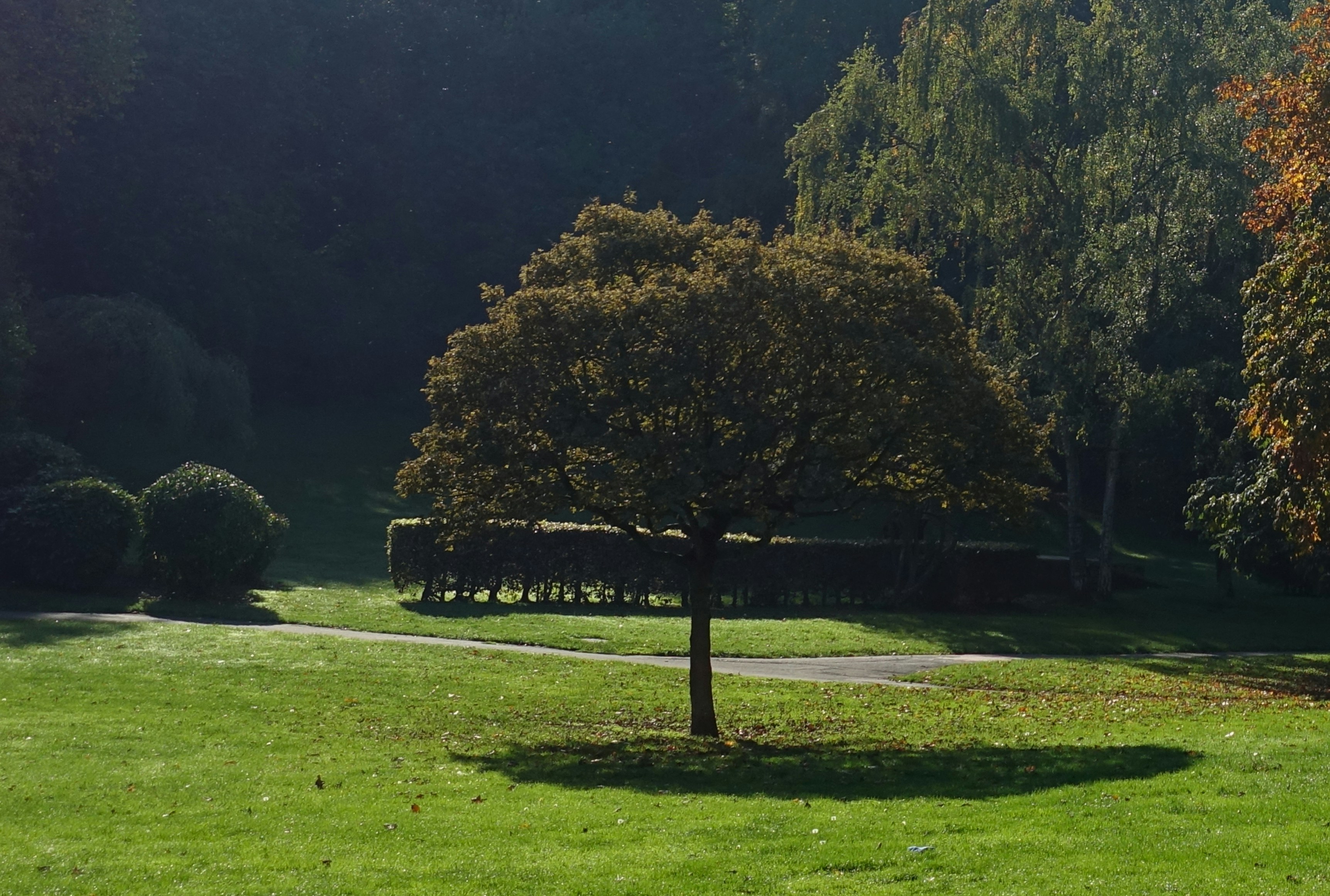 Sunlit Sentinel: Lone Tree Guards a Quiet Park