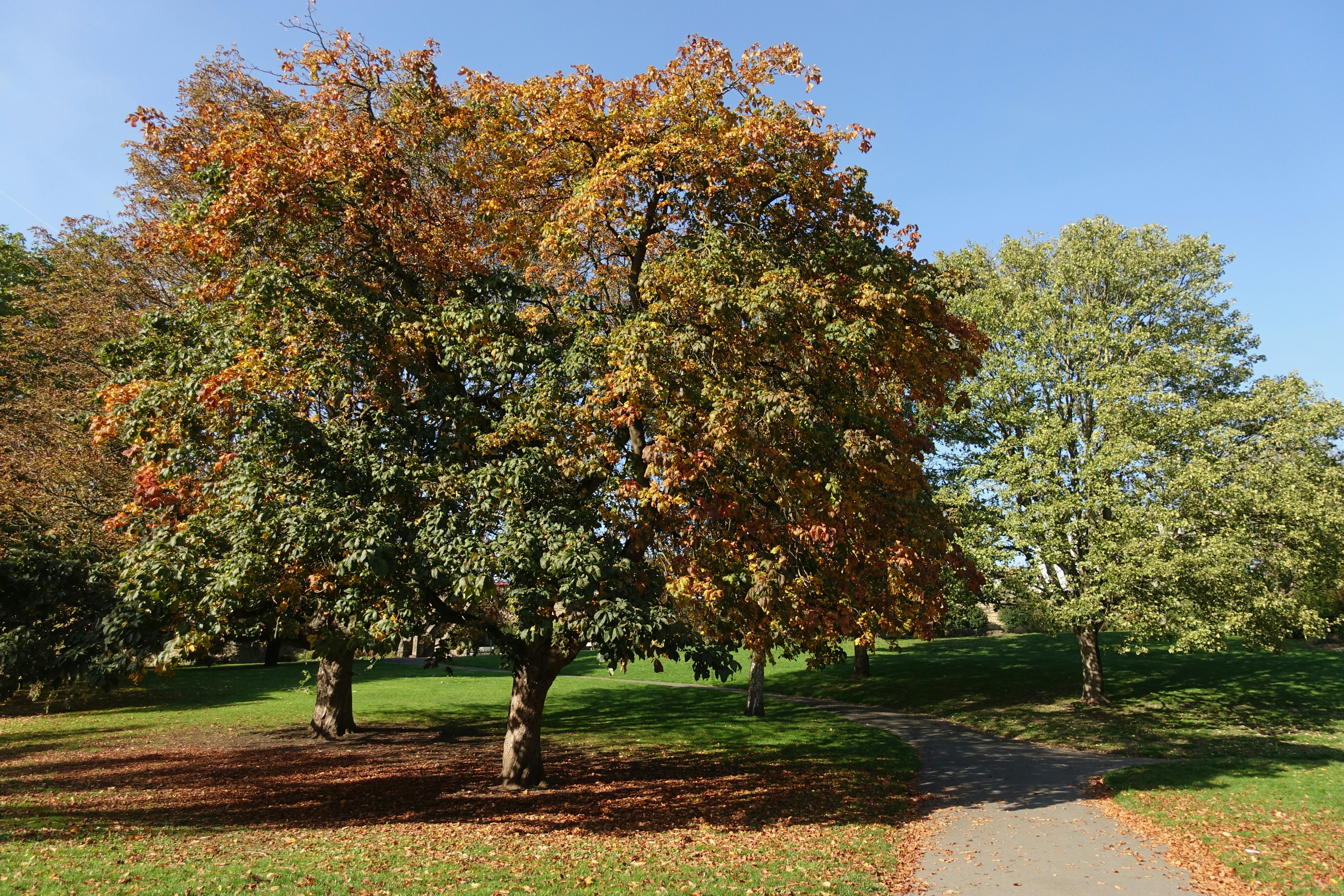 Vibrant trees adorned with autumn foliage stand in a park, casting shadows on a winding path. The scene captures the essence of fall's transition.