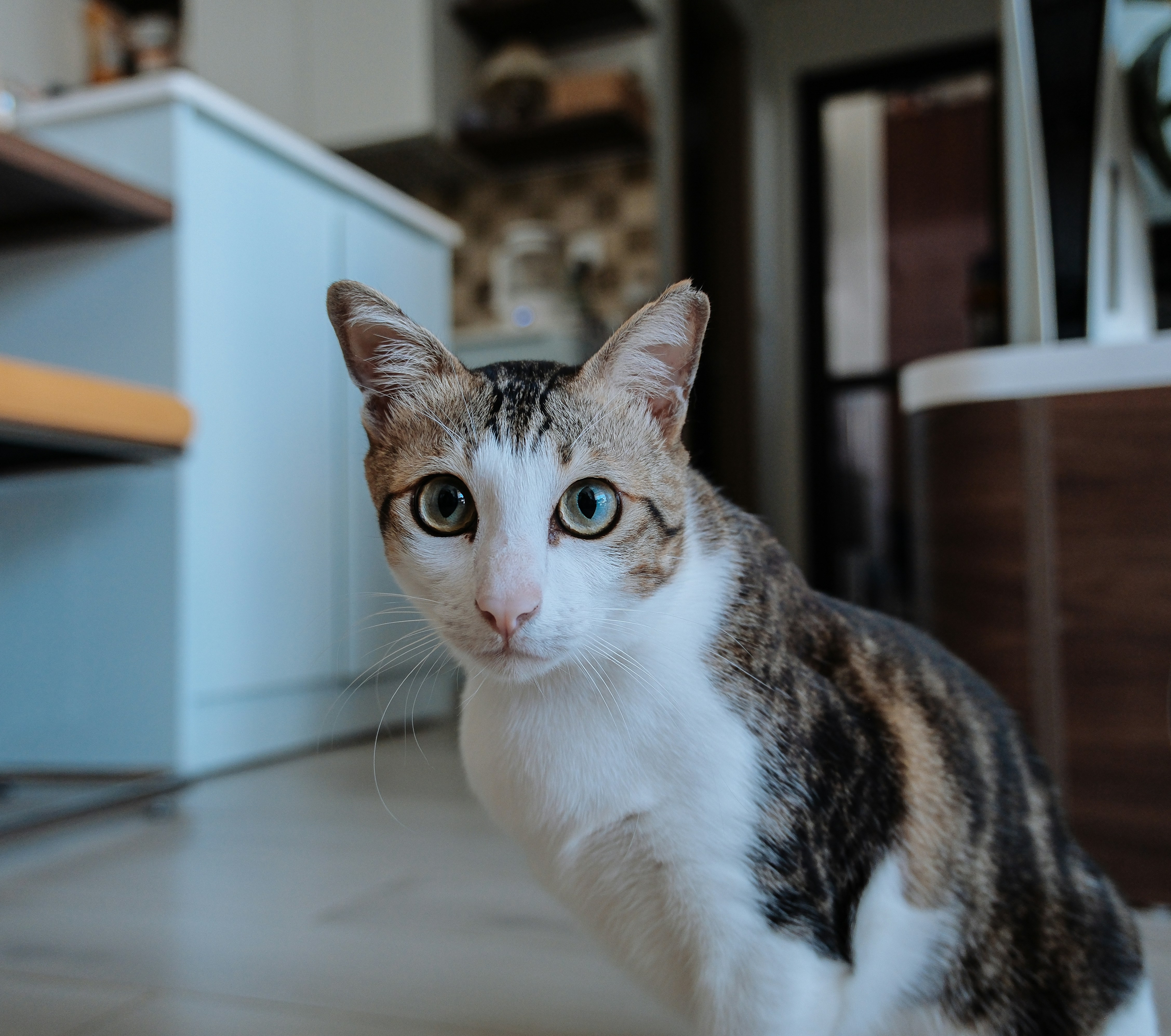 A tabby and white cat looks directly at the camera.