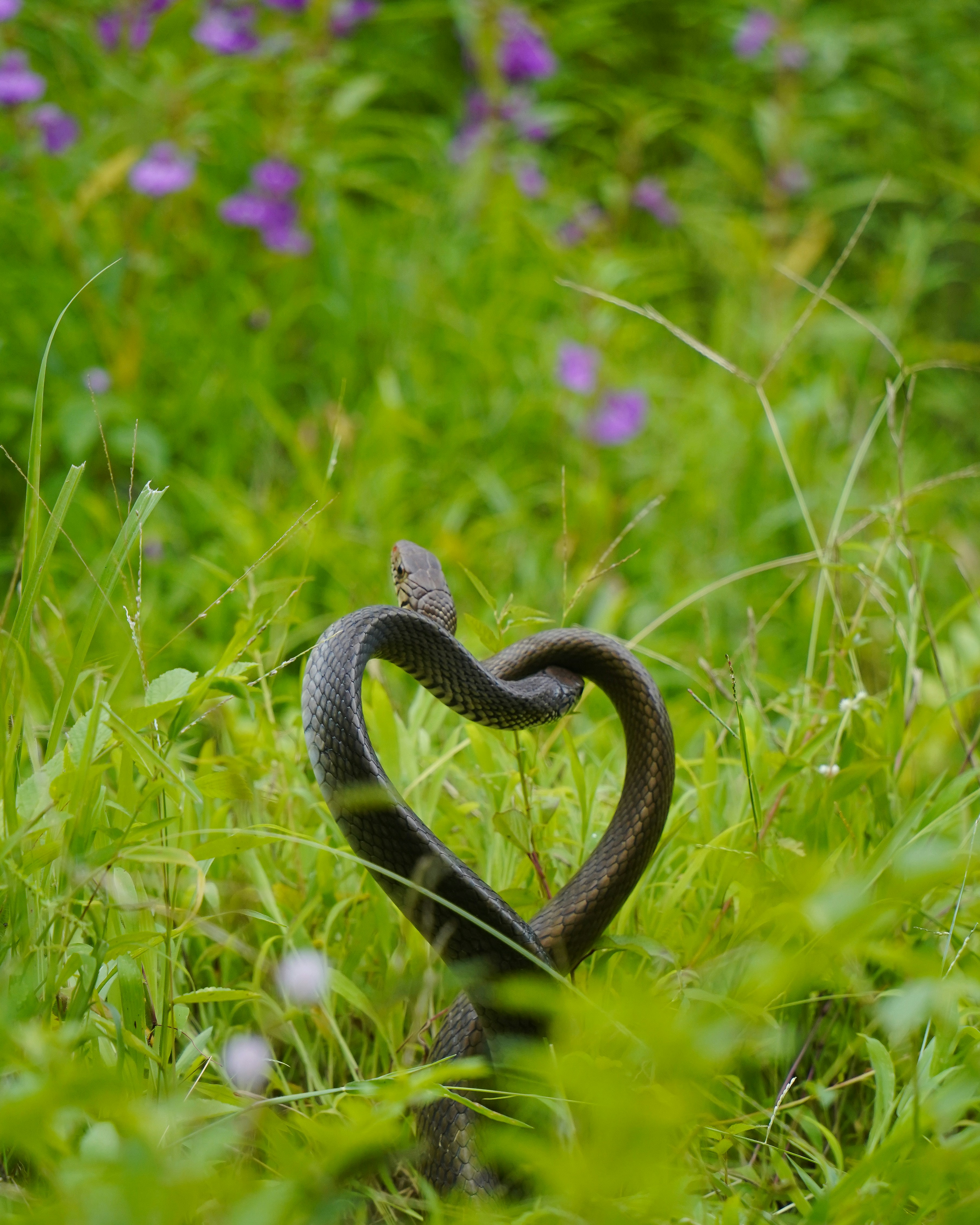 Serpentine Affection in Nature's Embrace