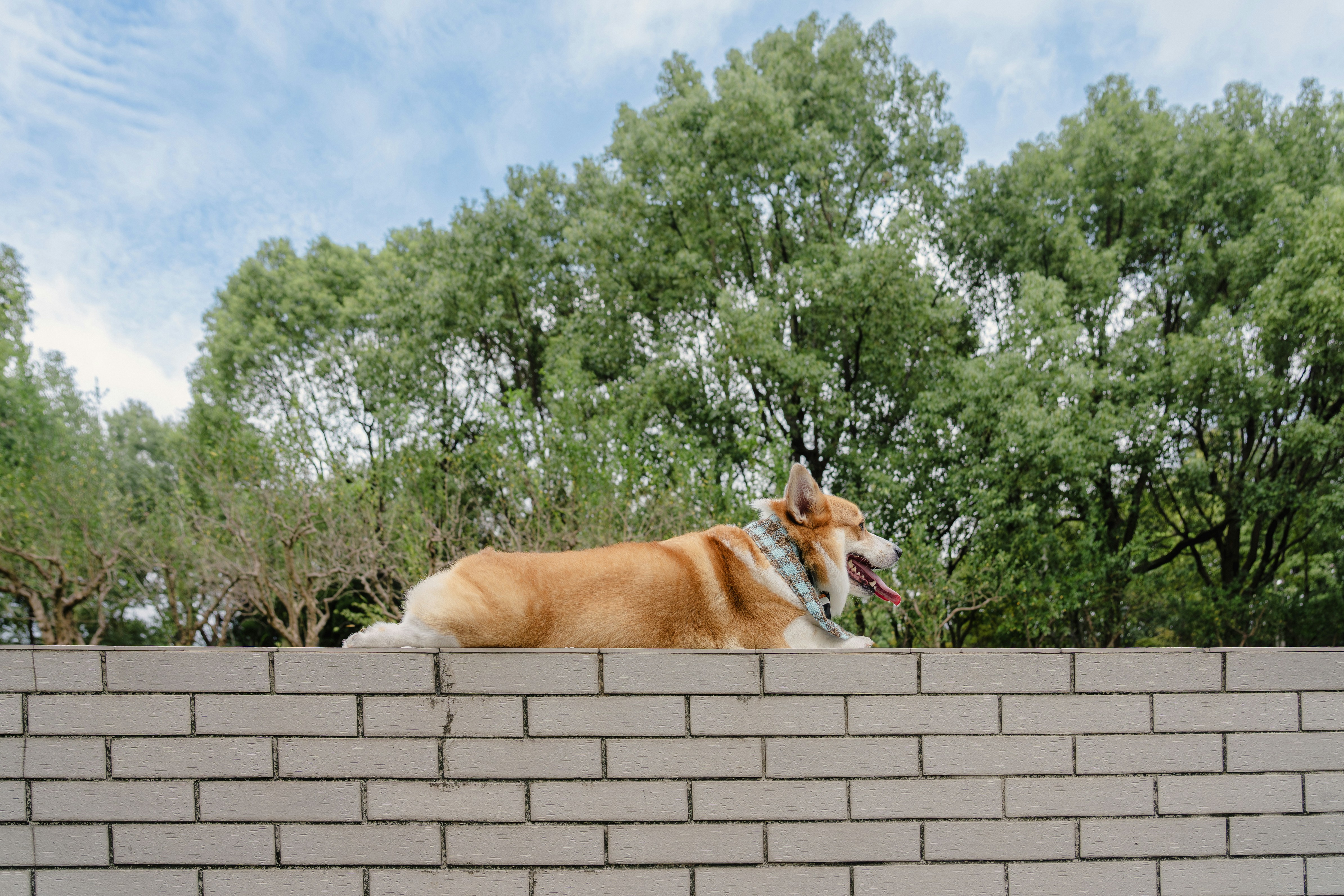 Corgi Sentinel: A Watchful Guardian on the Wall