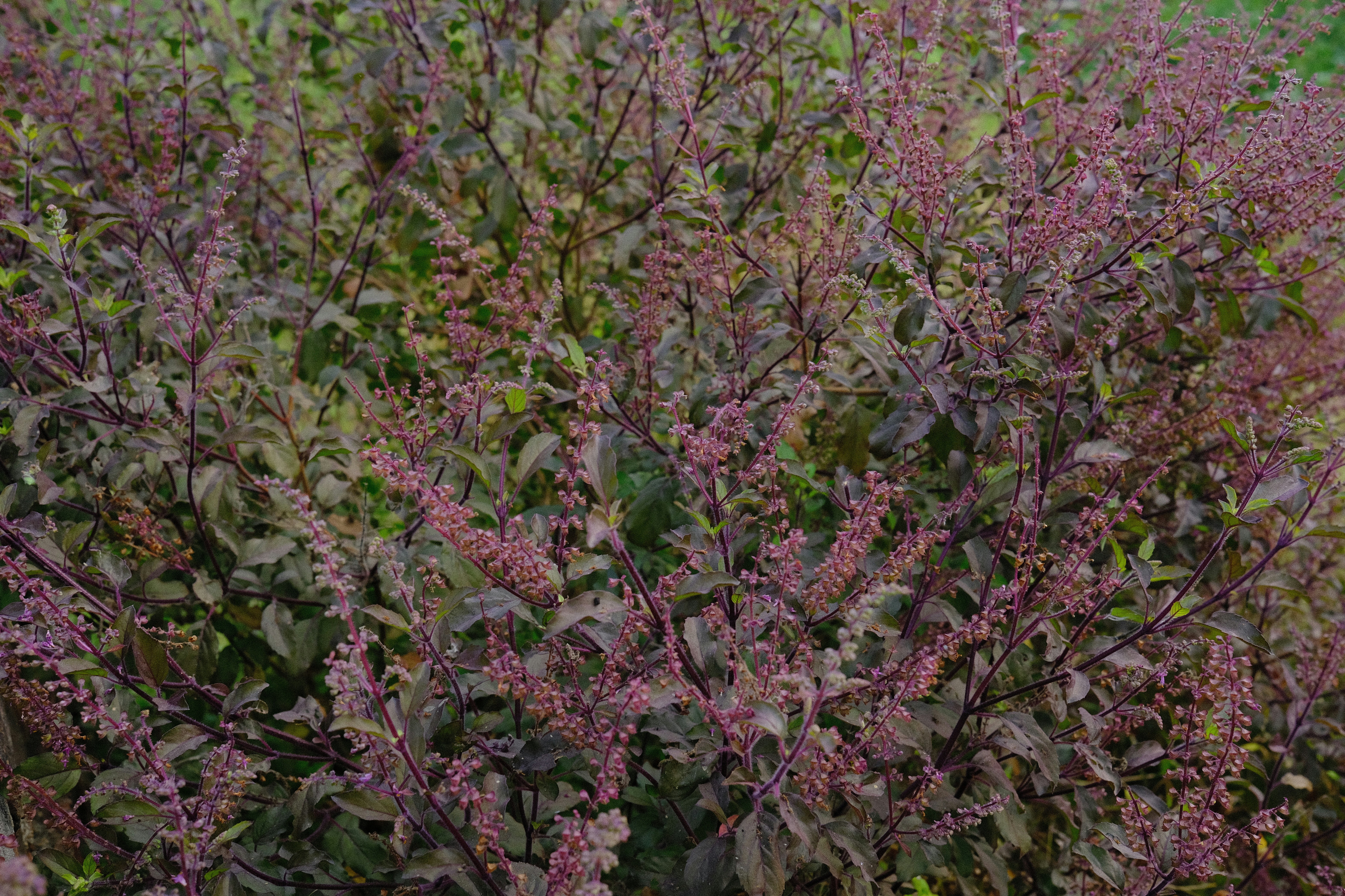 Whispers of Nature: A Floral Tapestry