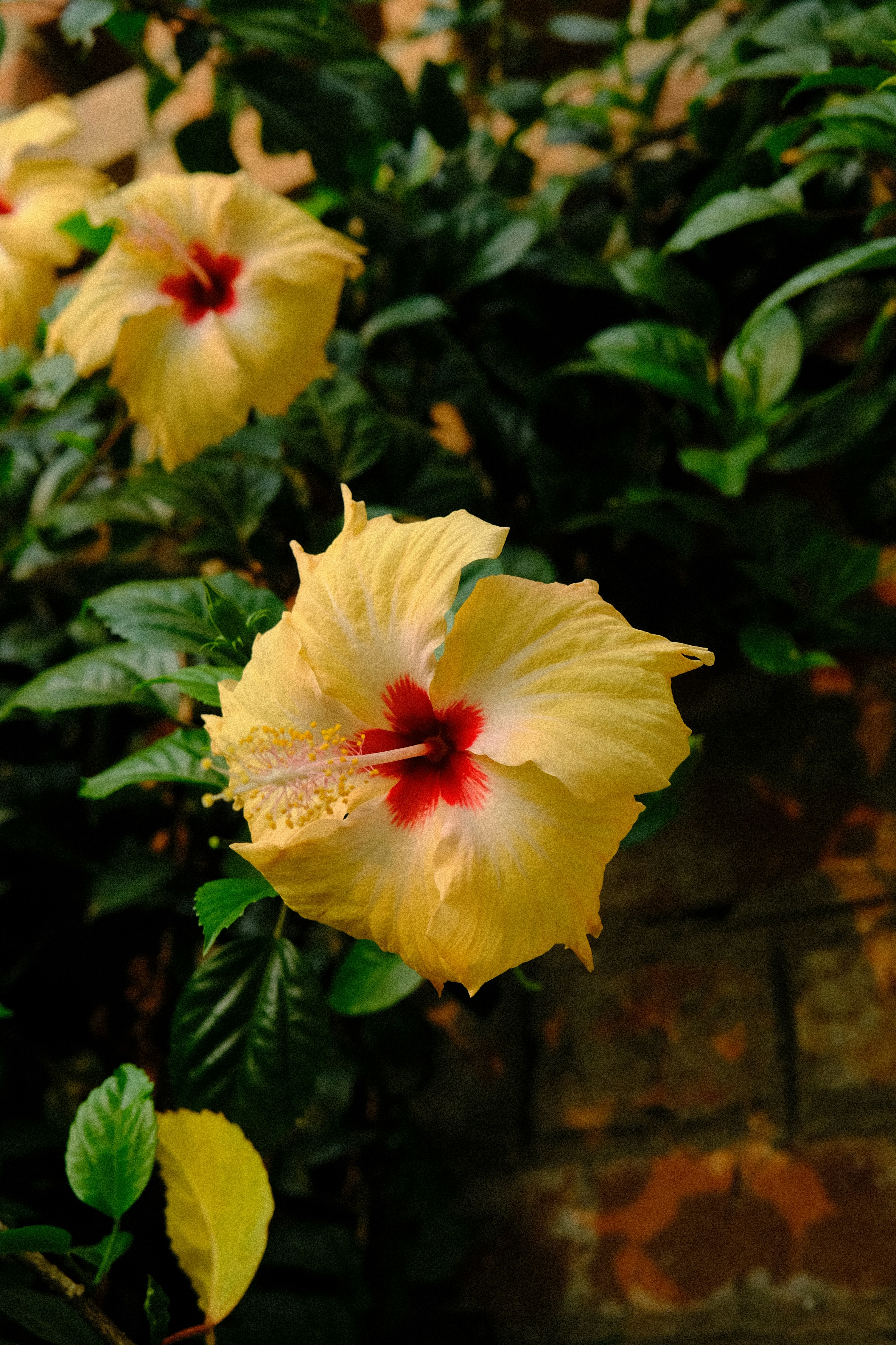 Yellow hibiscus flowers with red centers on a brick wall.
