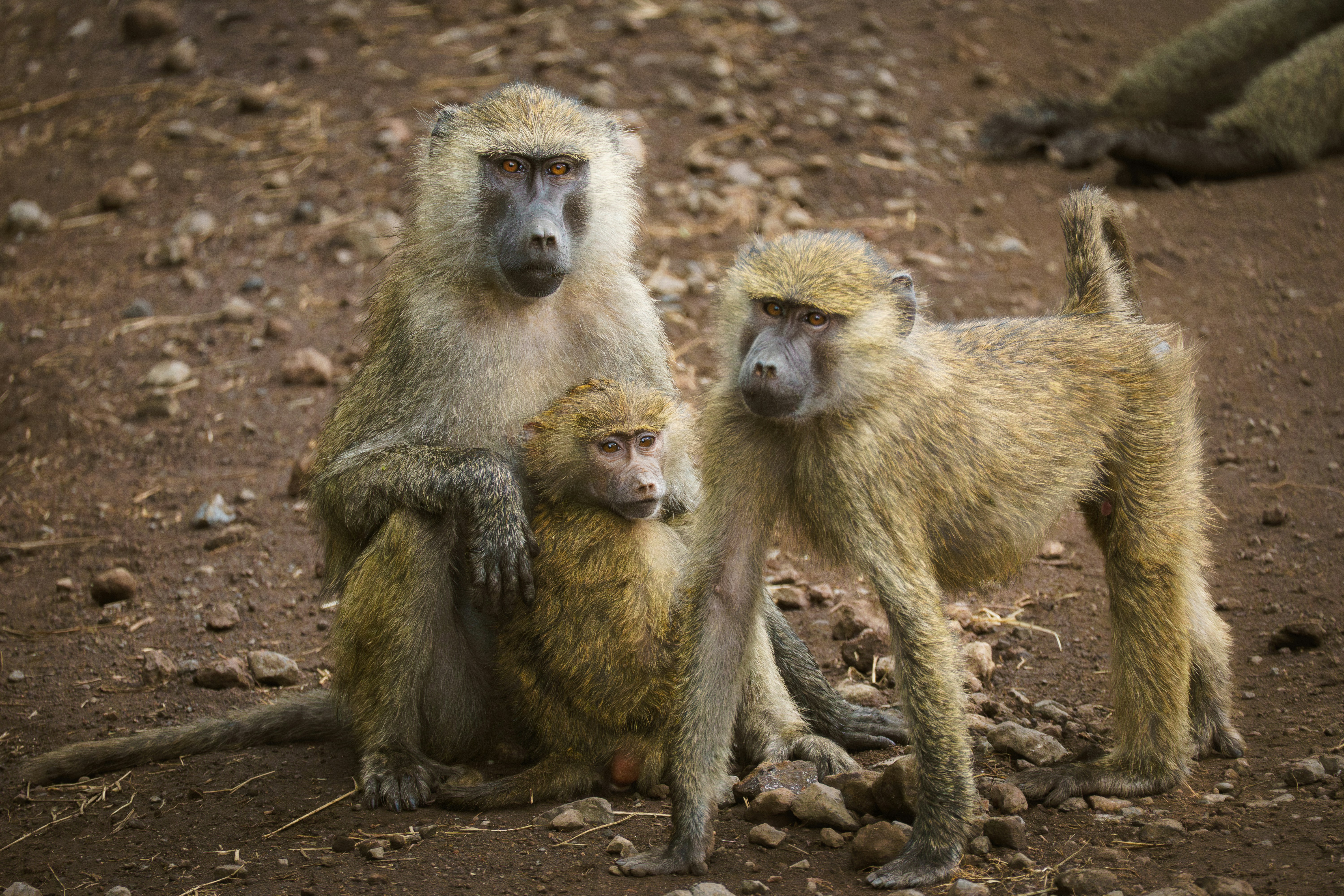 Three baboons sit and stand on brown dirt.
