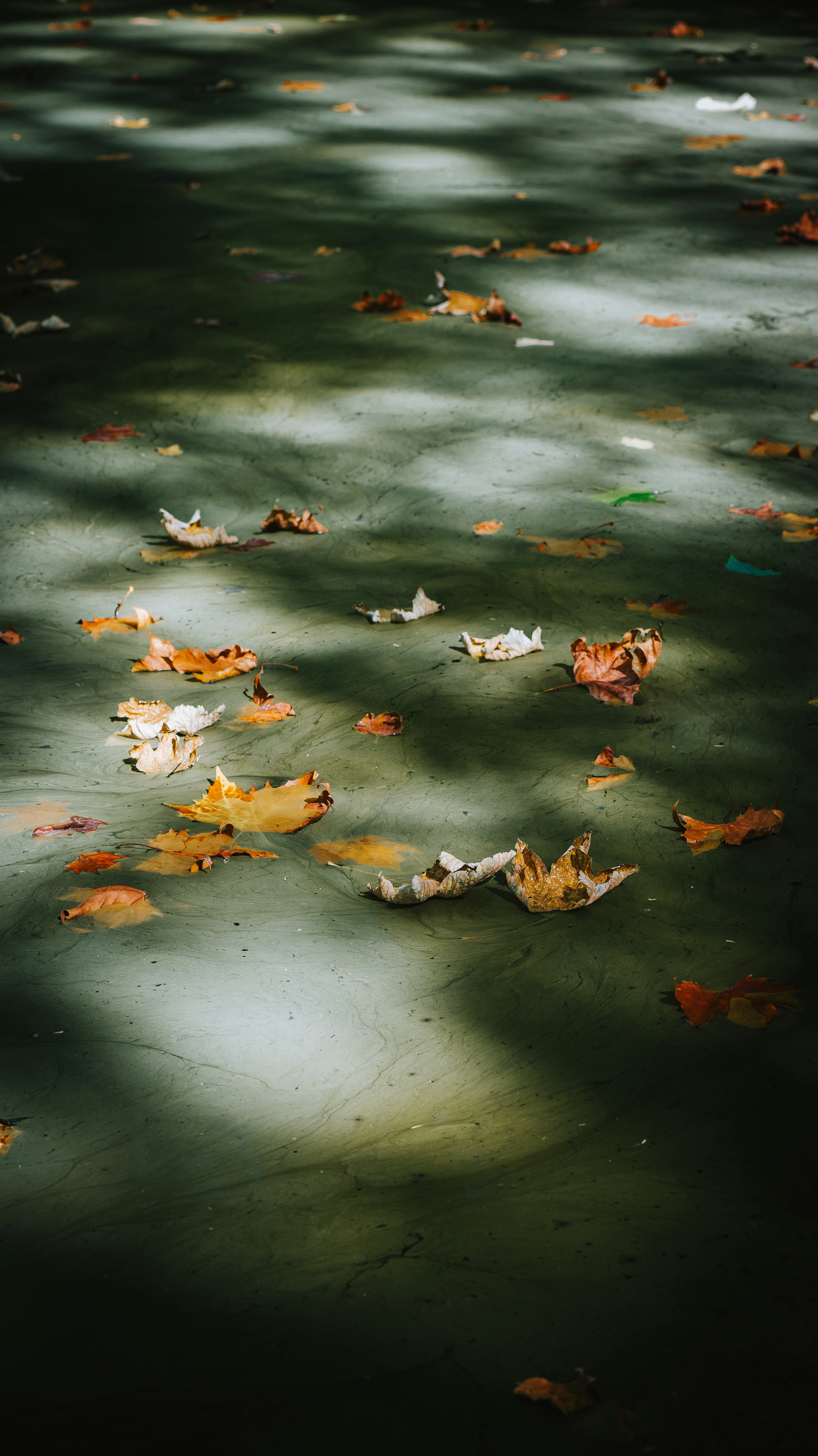 Autumn leaves floating on dark water surface