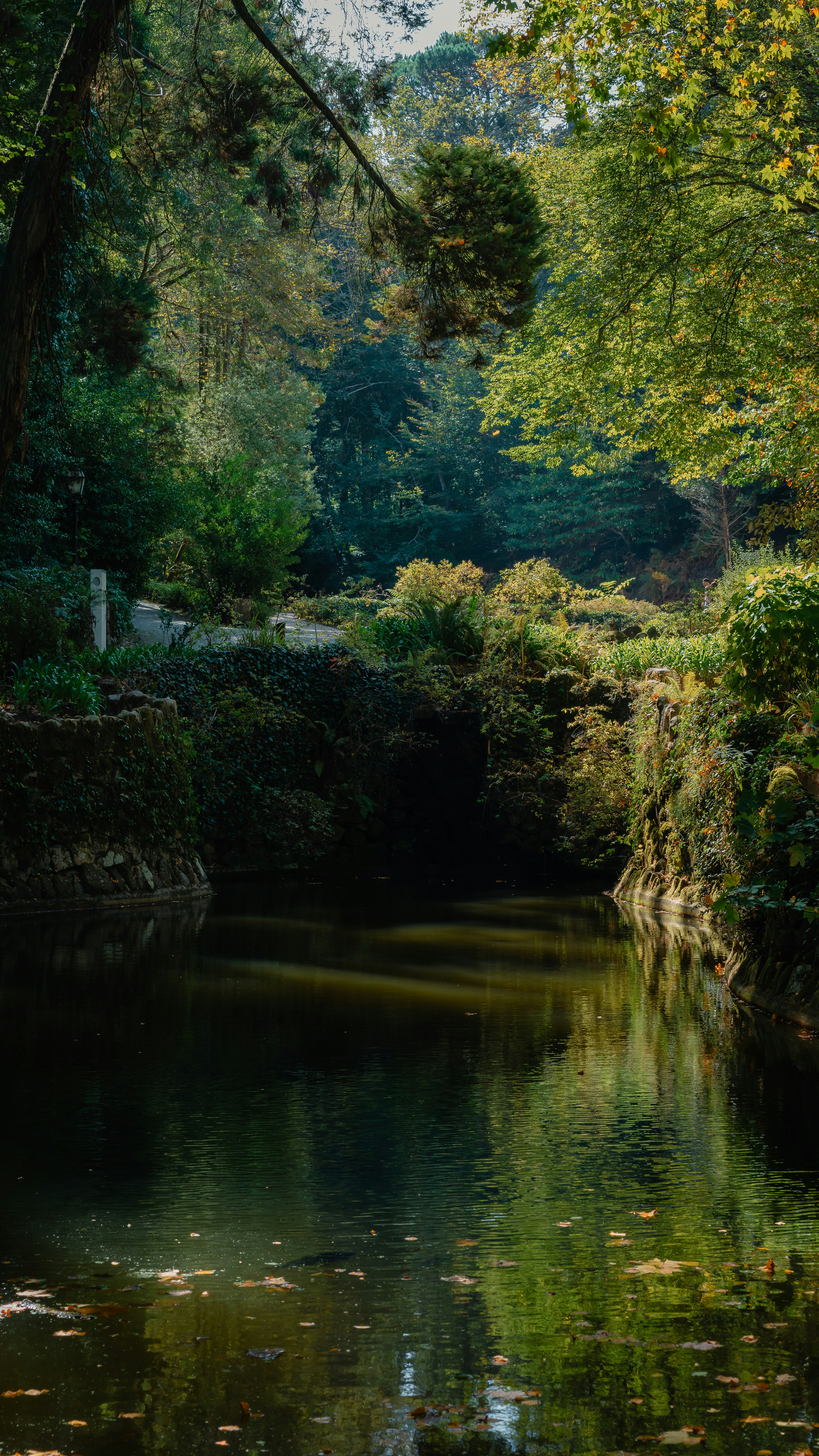 A tranquil forest scene with a calm river reflecting trees.