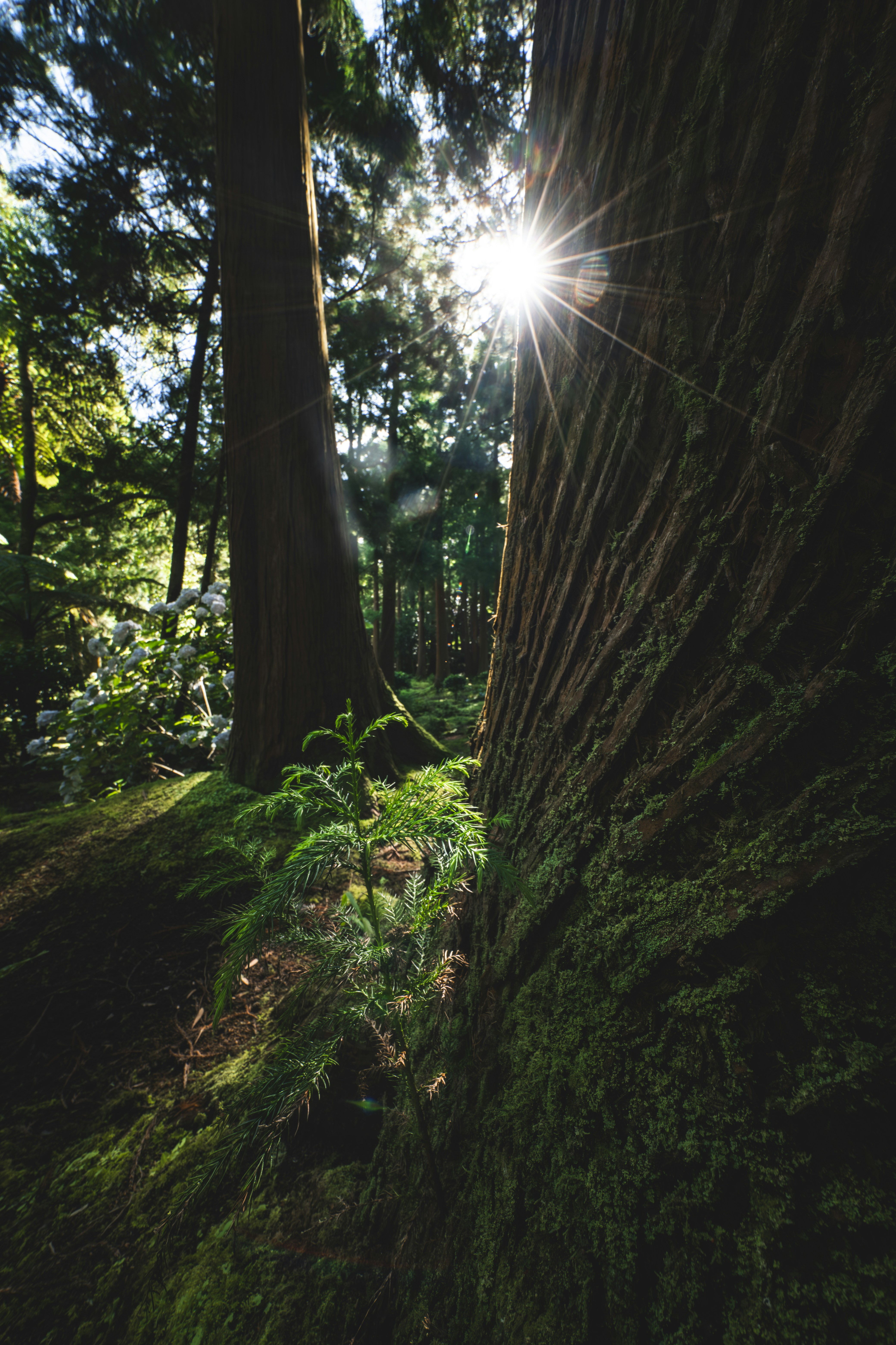 Whispers of Light Among Giants