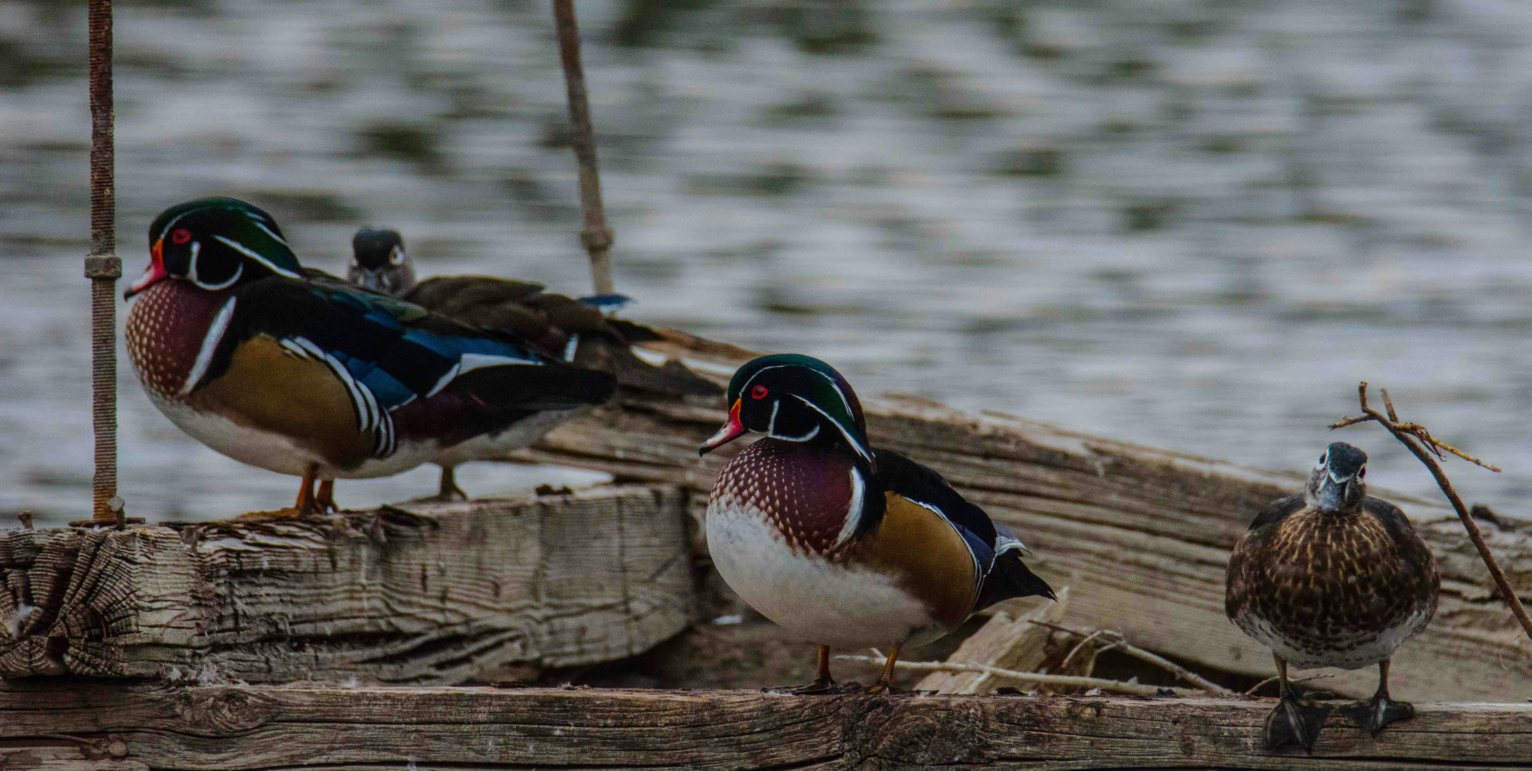 Elegance on the Water: A Wood Duck Gathering