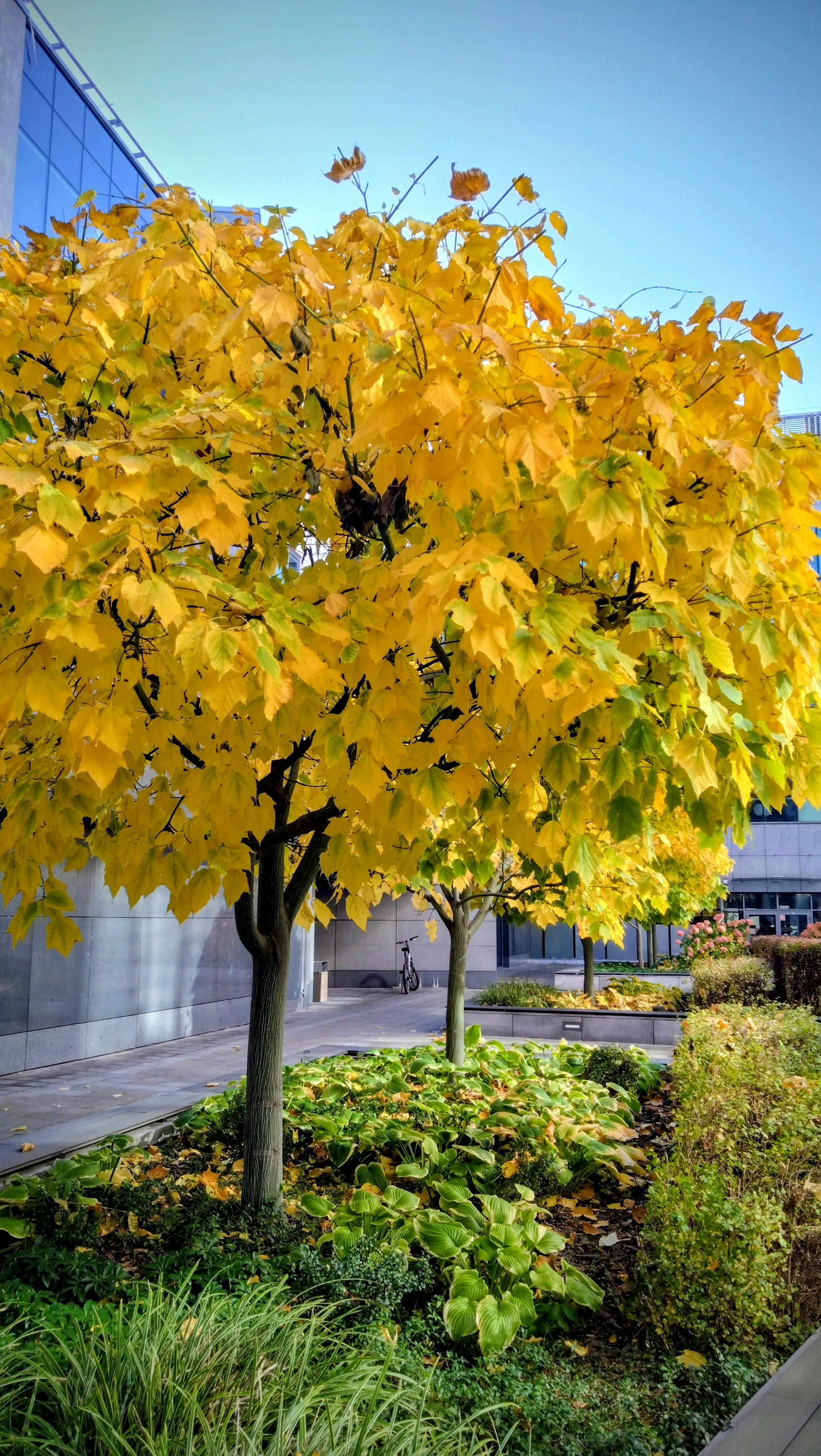 Yellow autumn trees in front of modern building