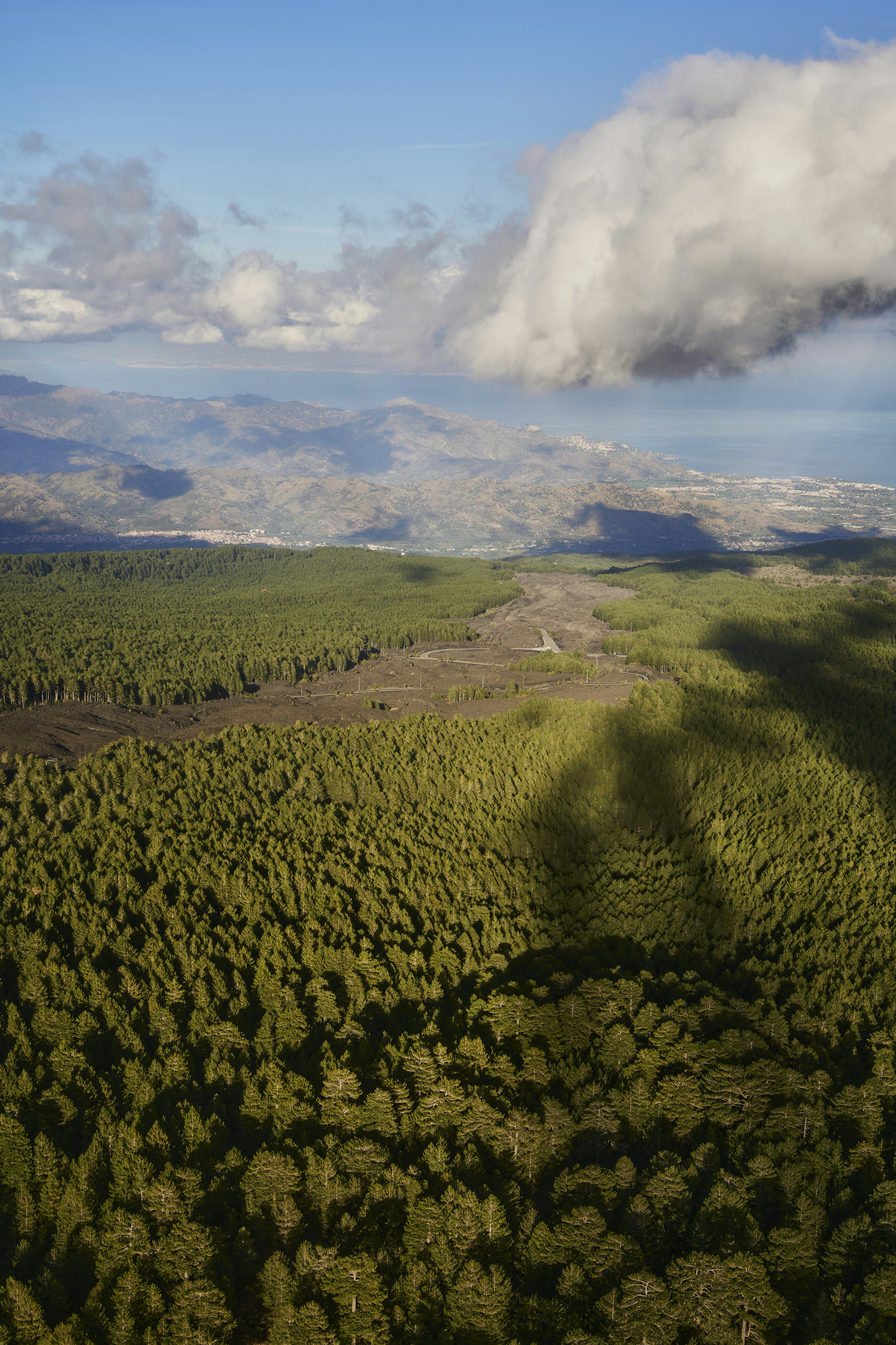 Verdant Canopy Meets Coastal Serenity