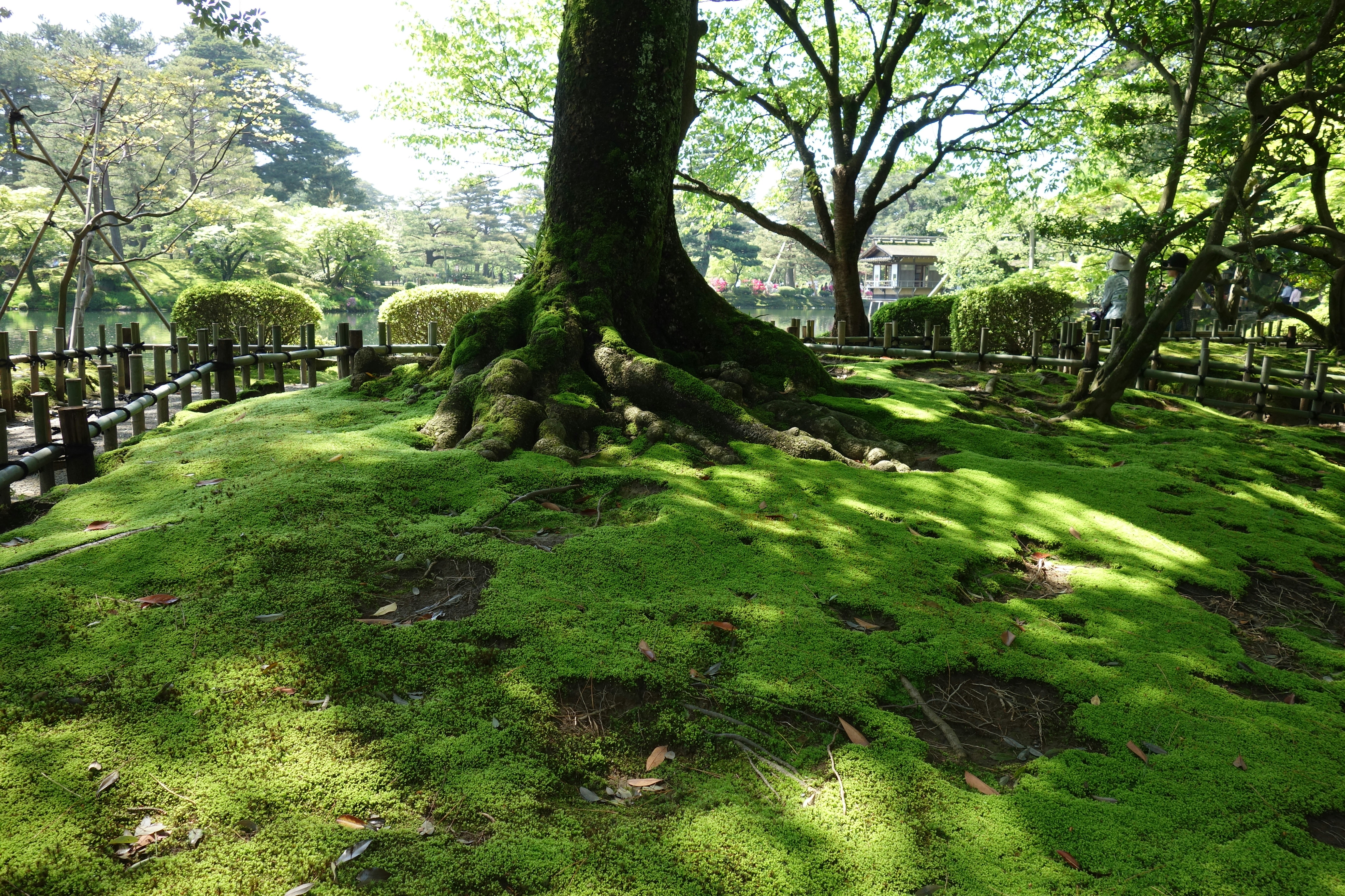 Large tree with exposed roots on mossy hill.