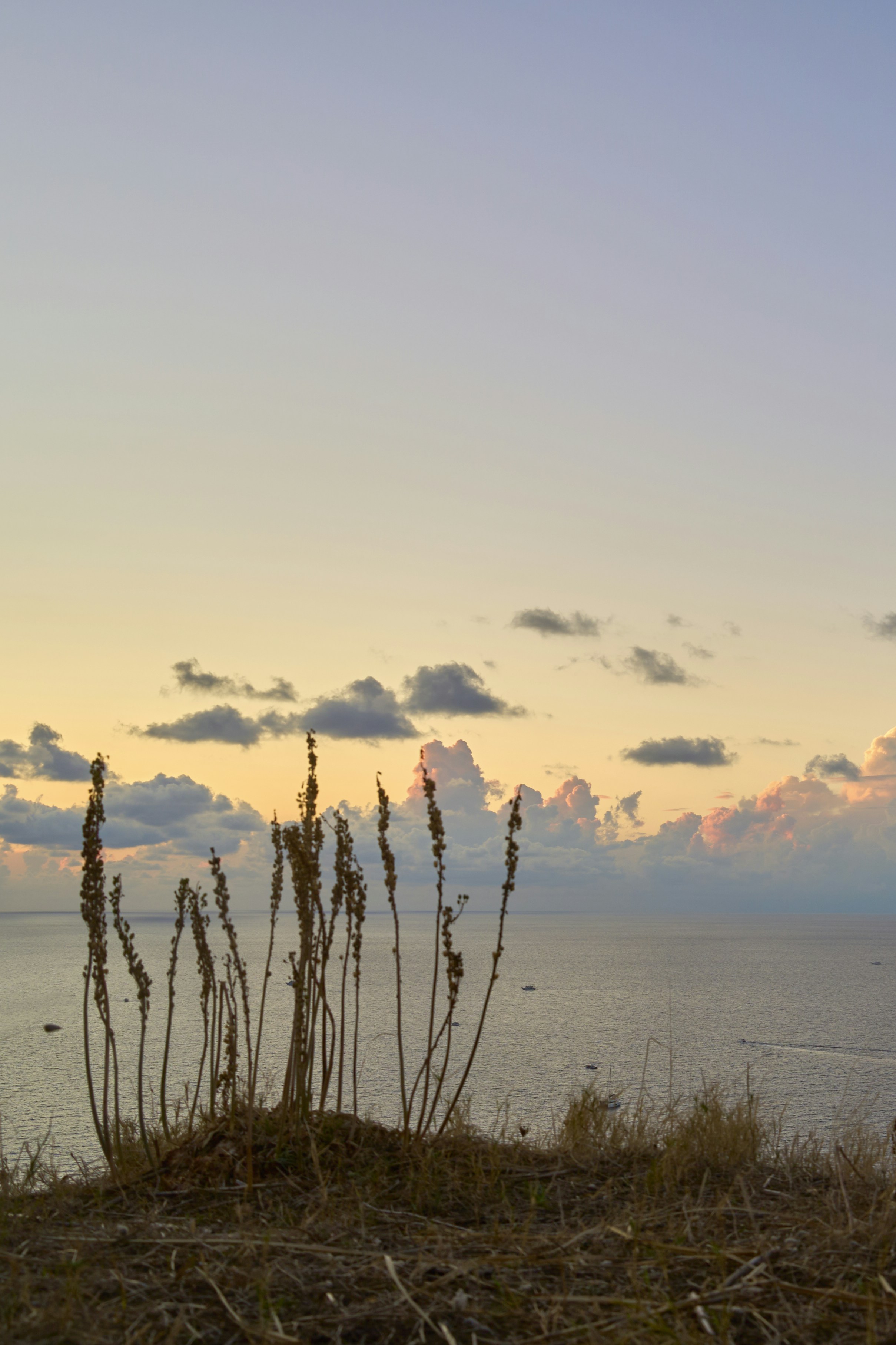Silhouetted plants stand against a serene ocean backdrop as the sun sets, casting soft hues across the sky. A tranquil scene capturing nature's transition from day to night.